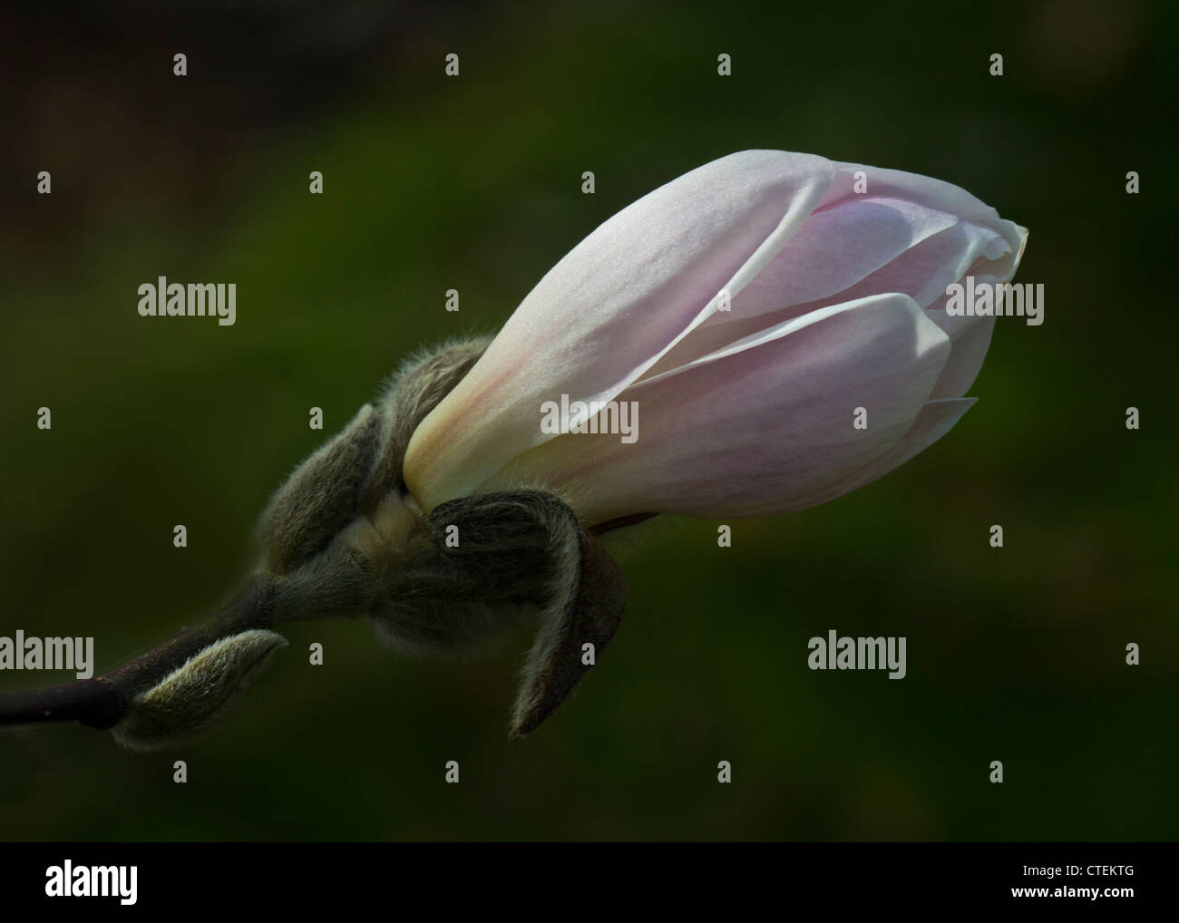 Spring is sprung! A beautiful magnolia bud Stock Photo - Alamy