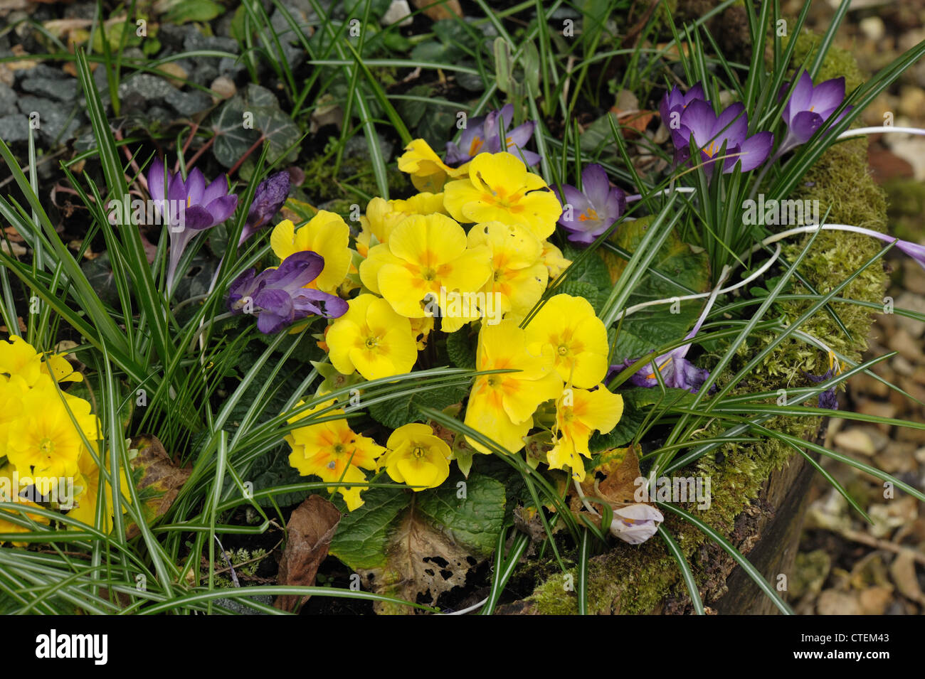 Slug and snail damage hi-res stock photography and images - Alamy
