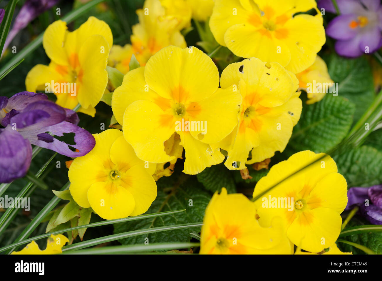 Slug damaged primula hi-res stock photography and images - Alamy