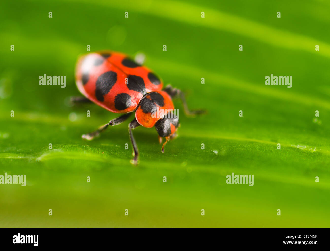 Ladybug Painted Cinder Block