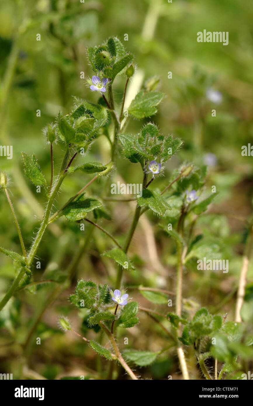 Blue ivy-leaved speedwell (Veronica hederifolia ssp hederifola) plant ...