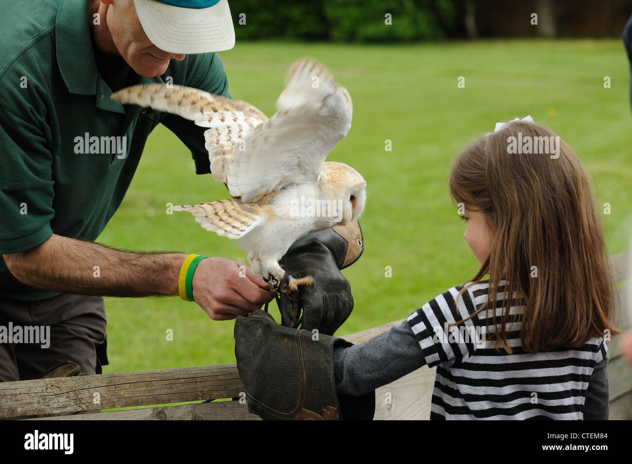 Young girl with a barn owl at the Weyhill Hawk Conservancy Trust in ...