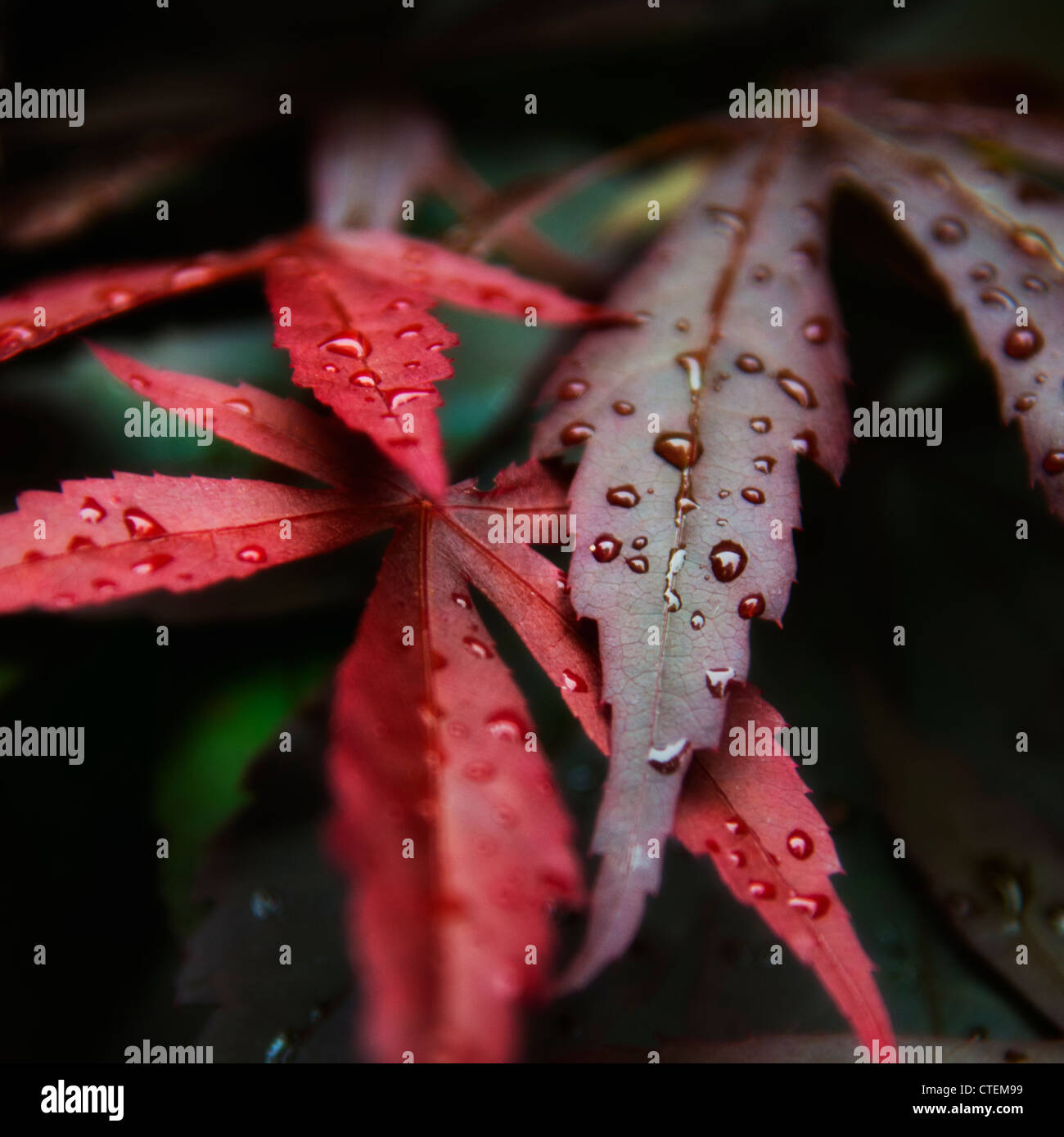 Japanese Maple leaves Stock Photo - Alamy
