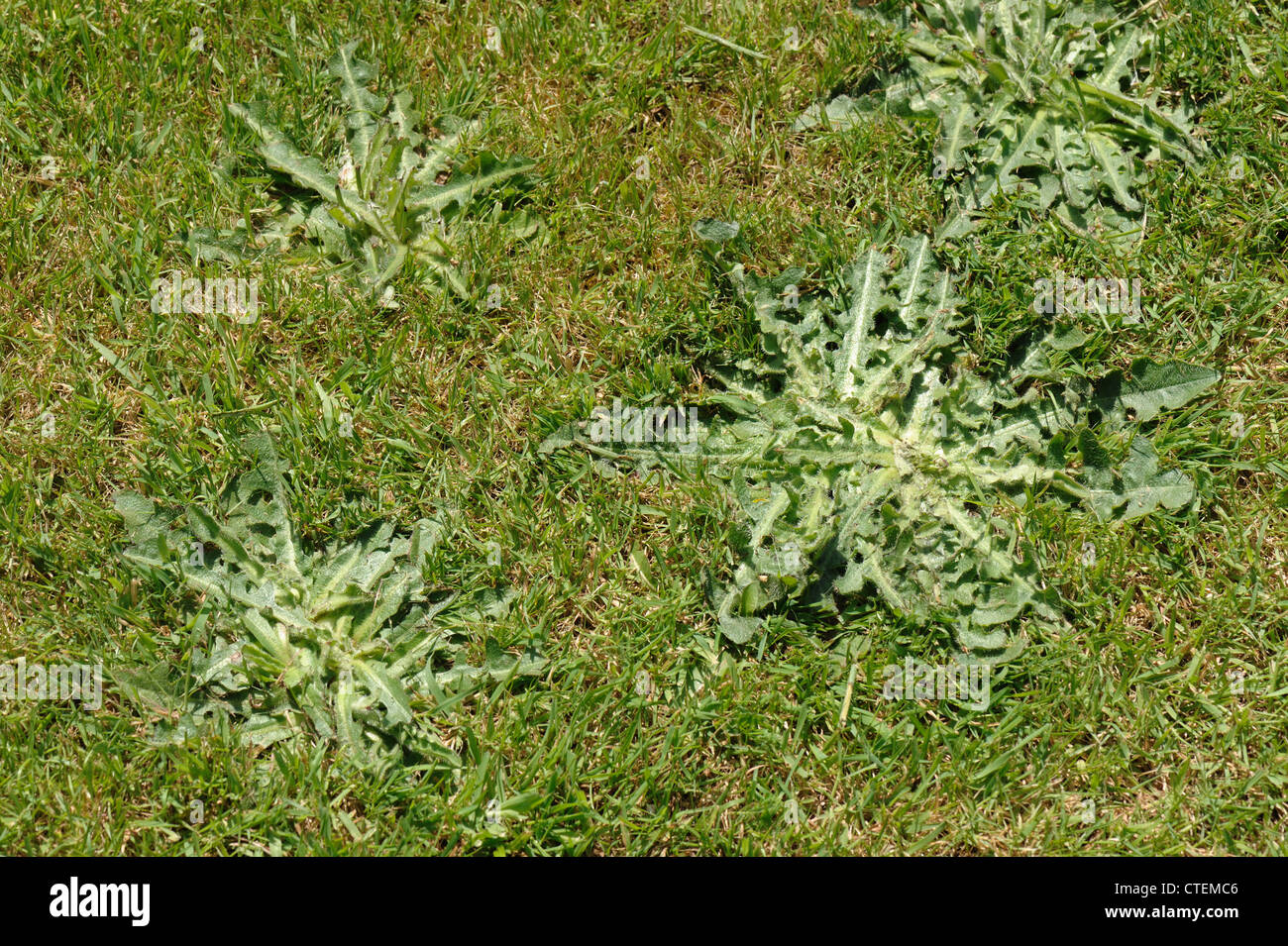 Smooth Hawksbeard High Resolution Stock Photography and Images - Alamy