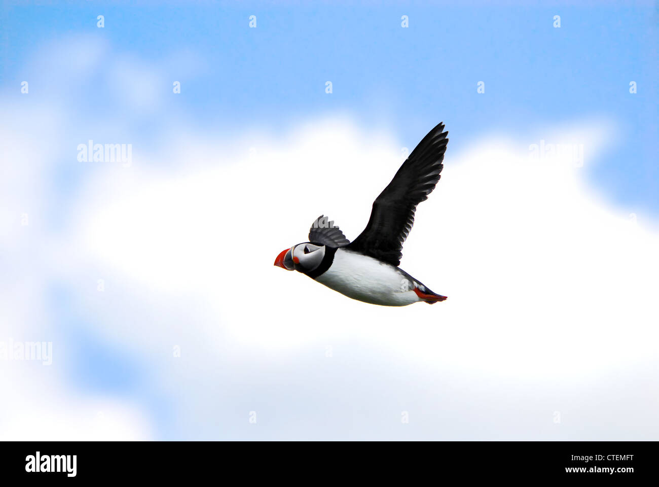 puffin in flight Stock Photo - Alamy