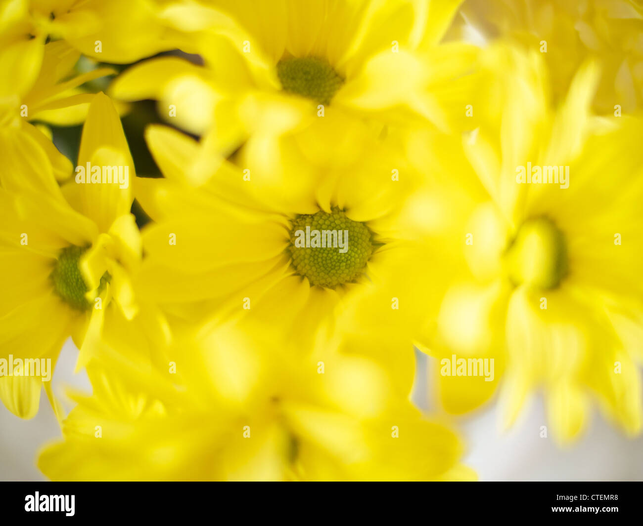 yellow flowers close up Stock Photo - Alamy