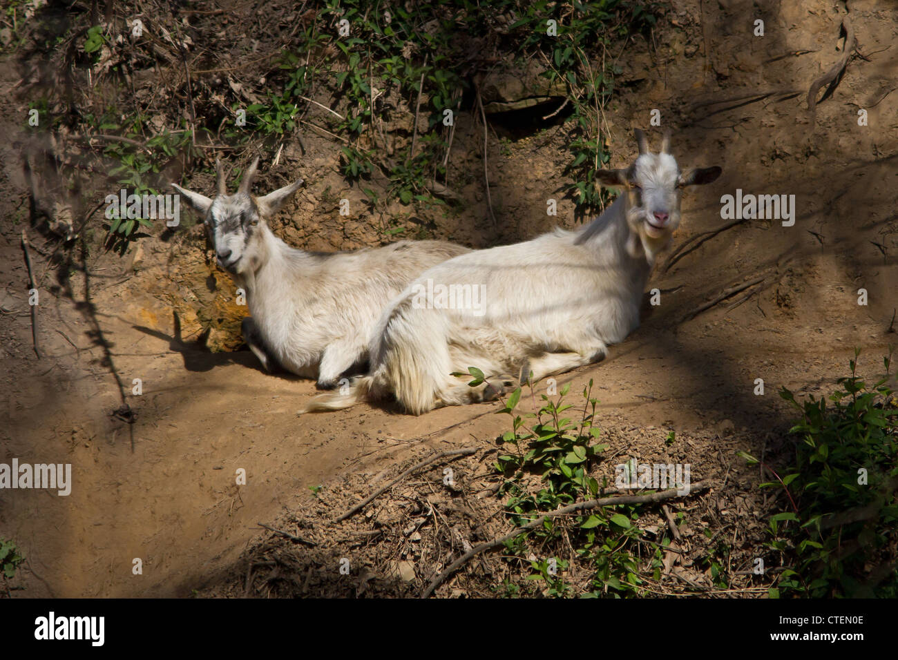 Goats on side of mountain Stock Photo - Alamy