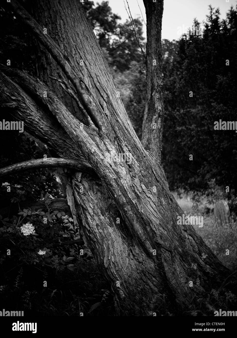 Gnarly tree hi-res stock photography and images - Alamy