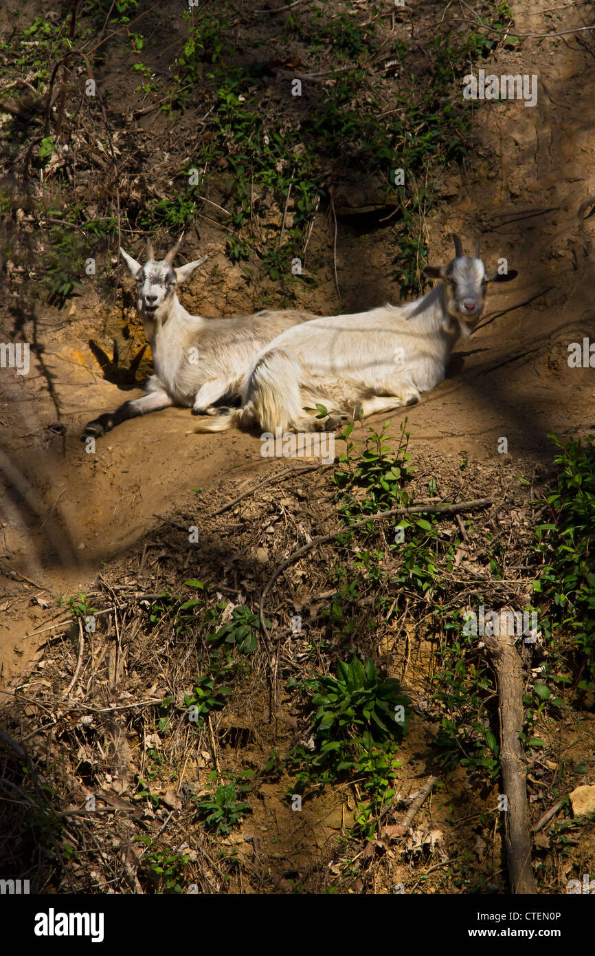 Resting goats hi-res stock photography and images - Alamy