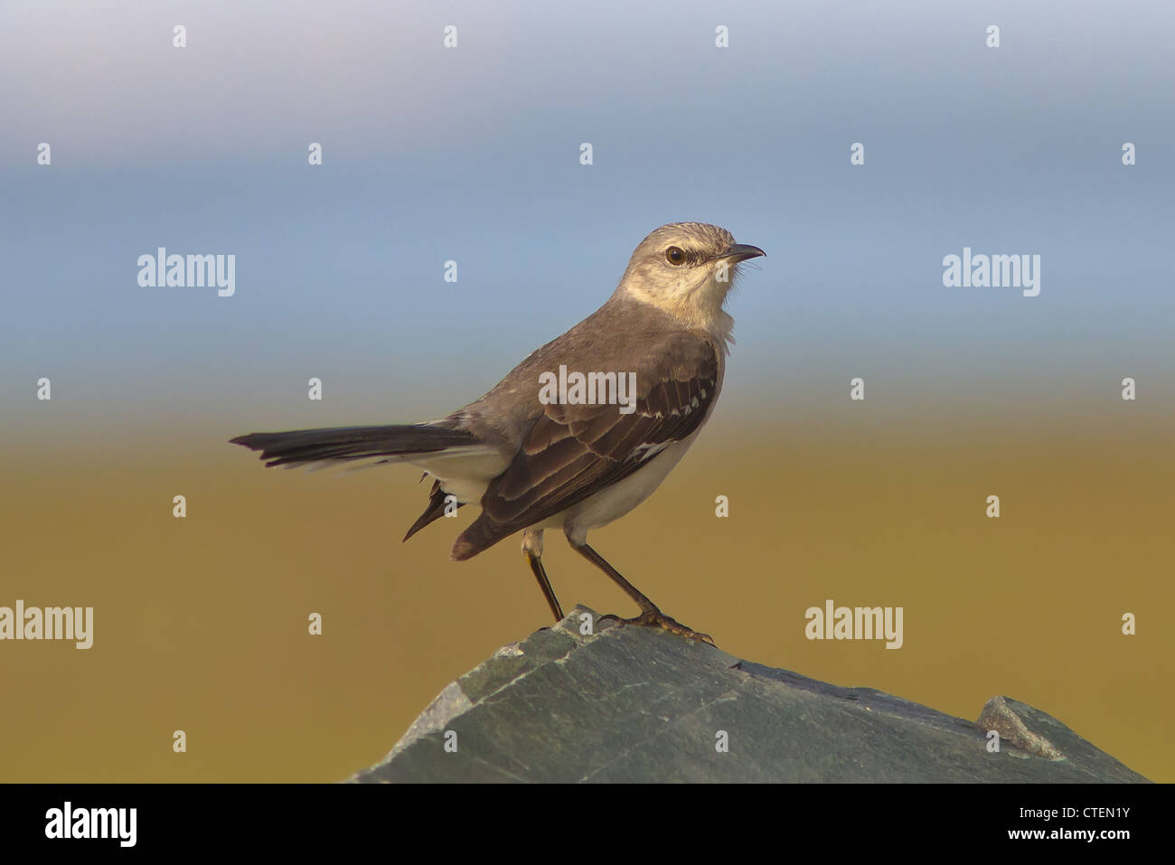Bird mockingbird hi-res stock photography and images - Alamy