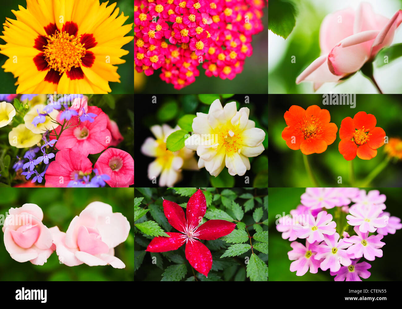 New rose varieties hi-res stock photography and images - Alamy