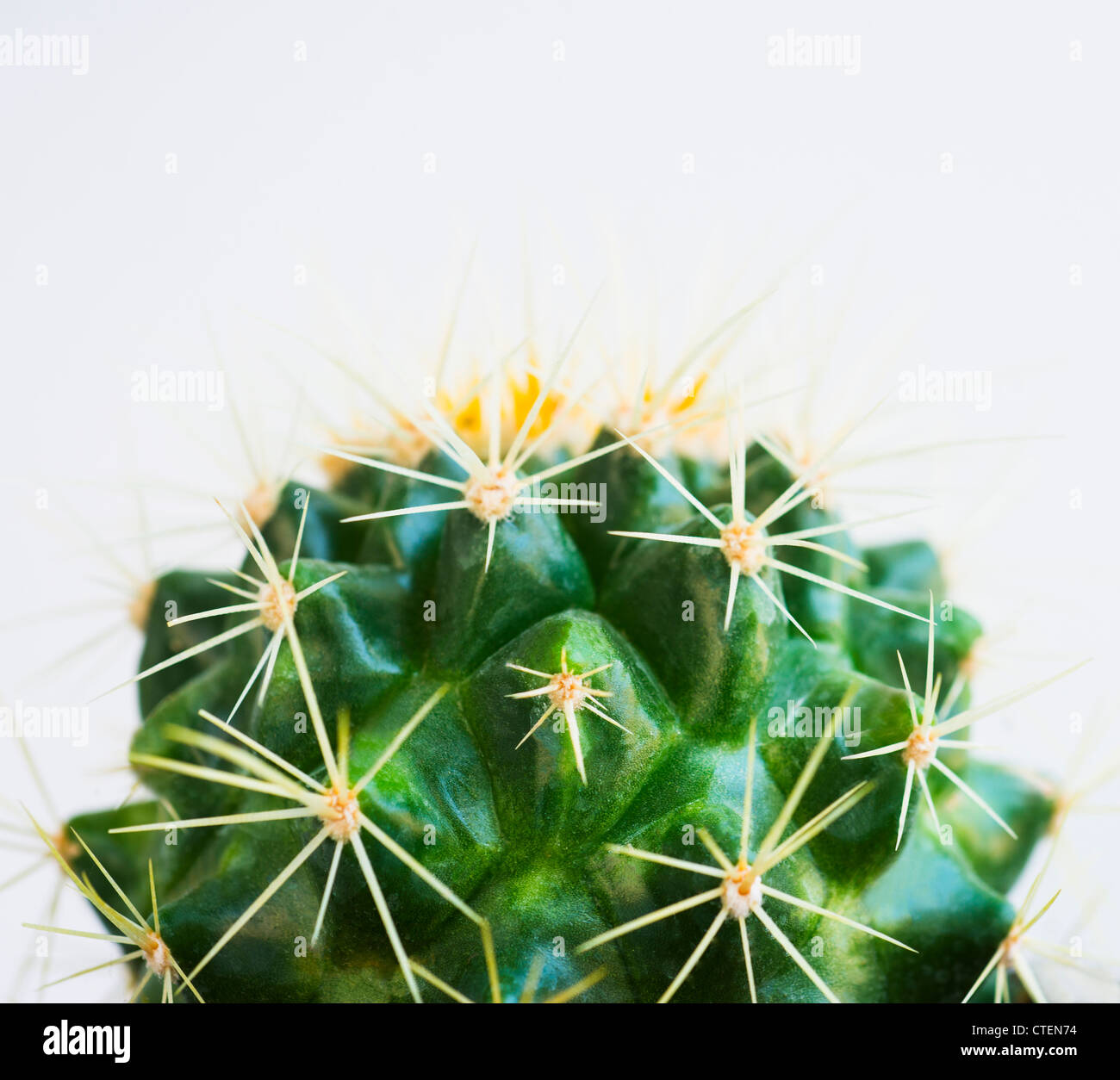 Studio shot of cactus Stock Photo - Alamy