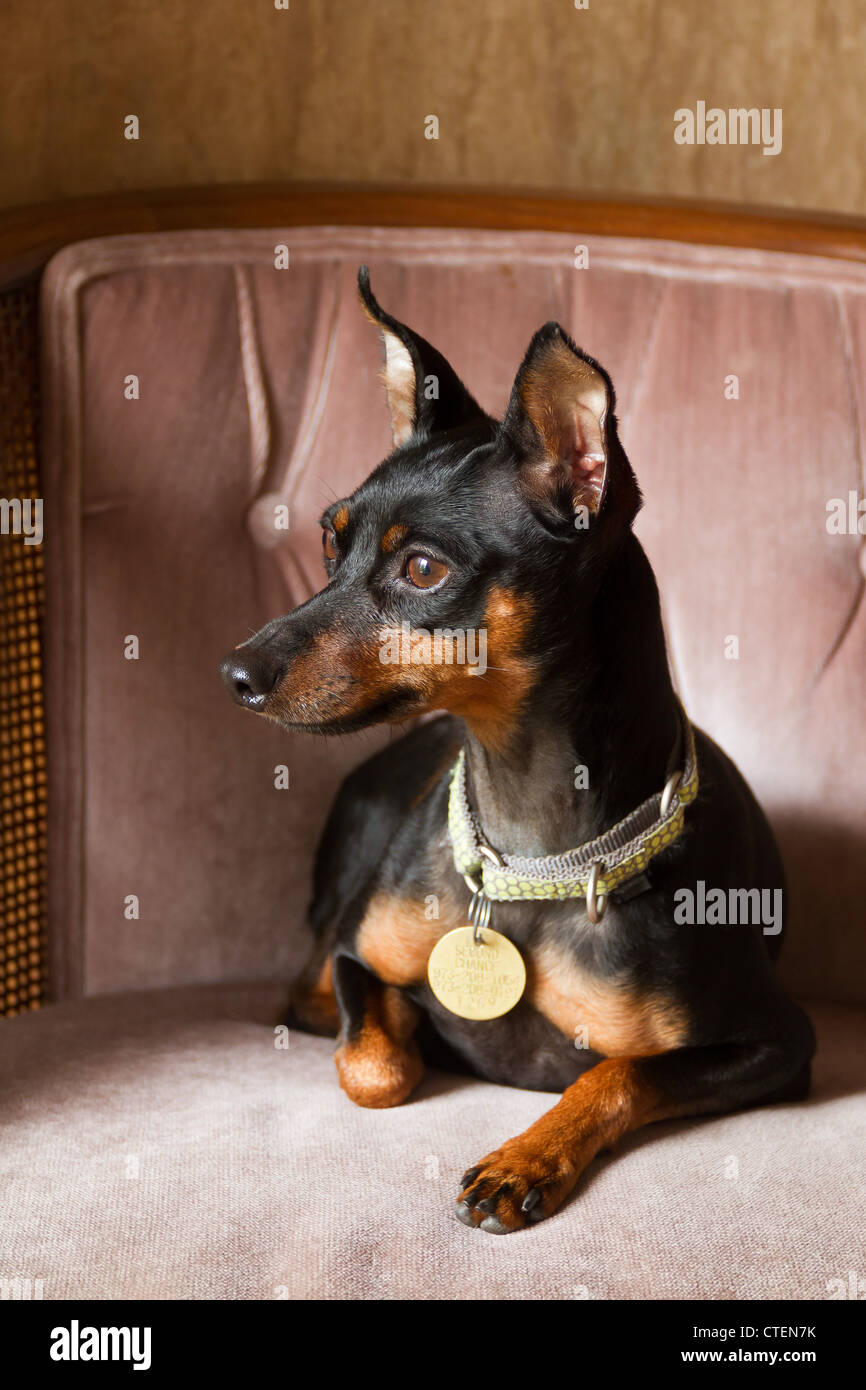 Portrait of a Miniature Pincher dog Stock Photo - Alamy