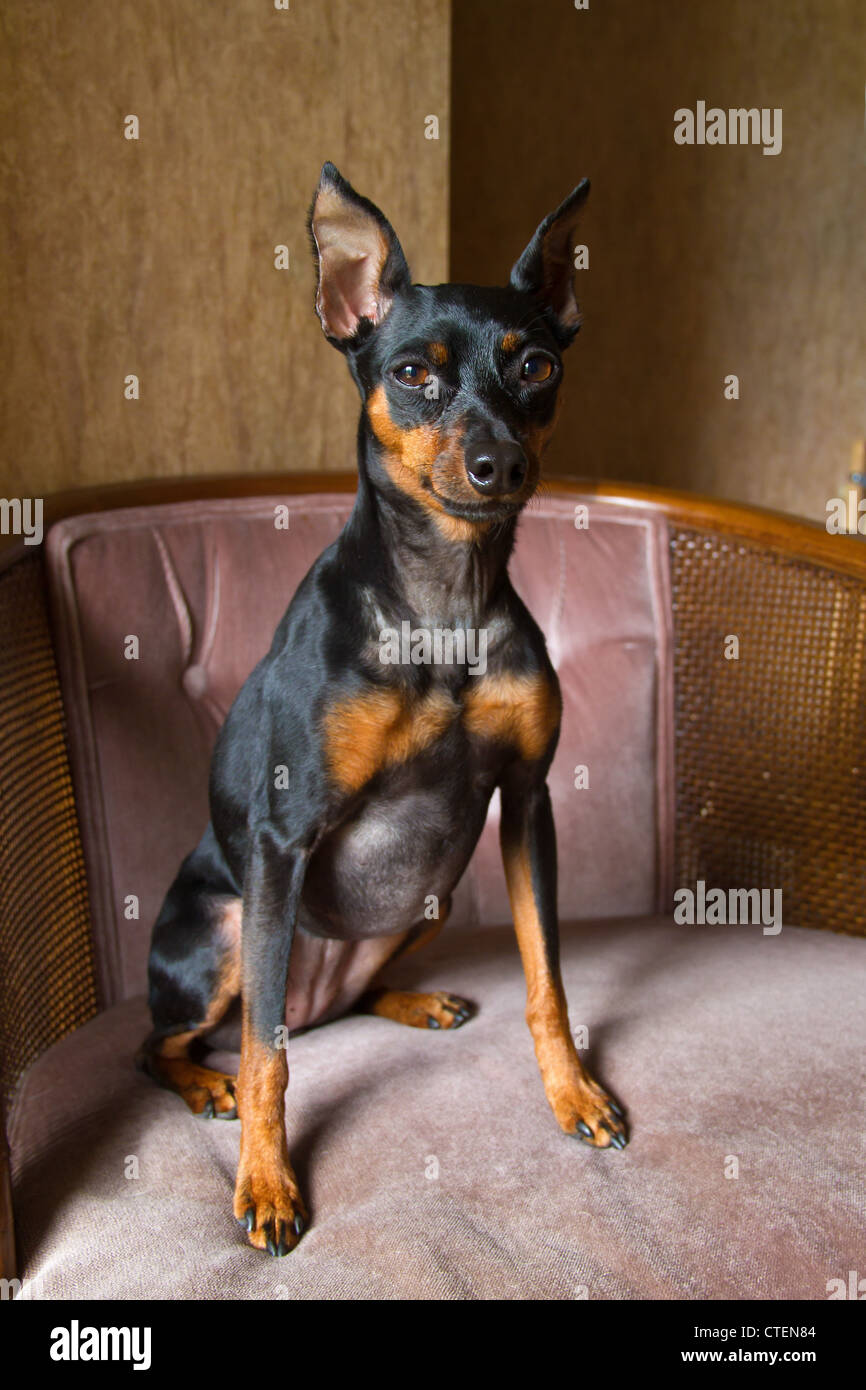 Pincher dog hi-res stock photography and images - Alamy