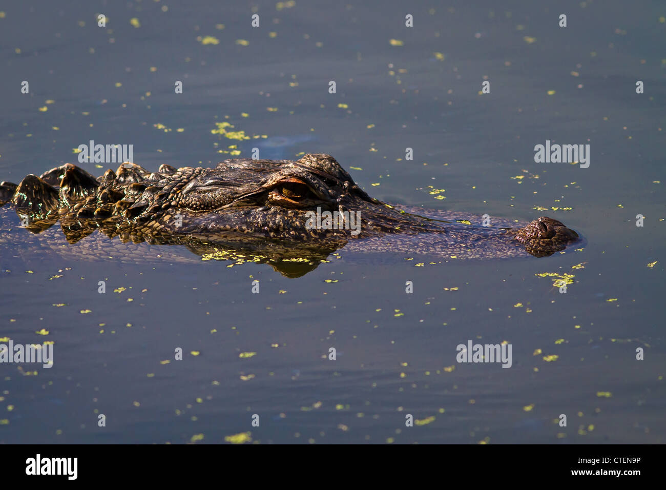 Close-up of alligator swimming in lake Stock Photo - Alamy