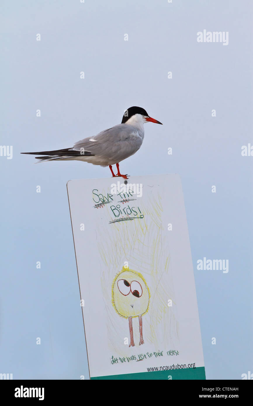 Common tern perched upon a "Save the Birds" sign Stock Photo - Alamy