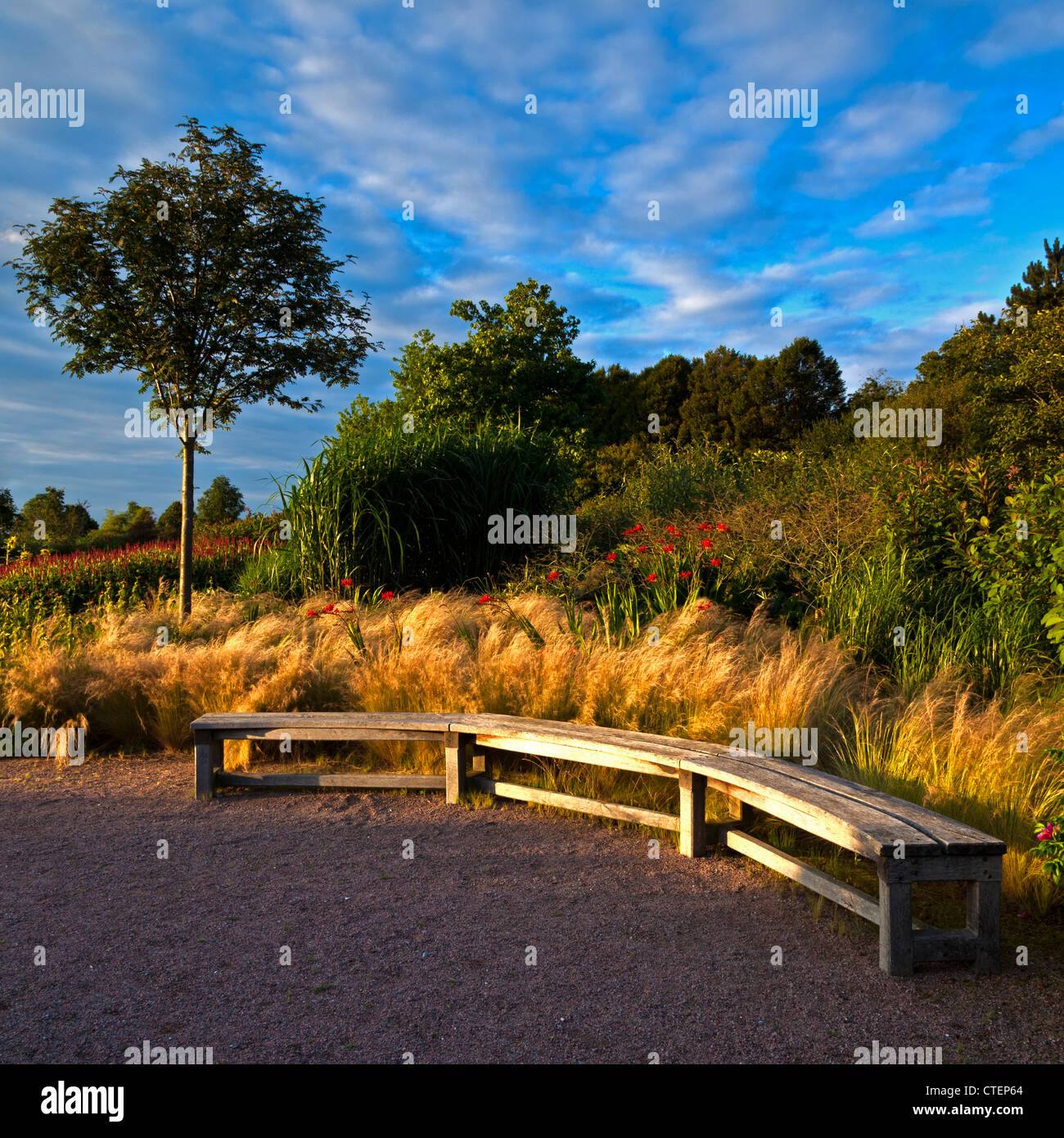 Crocosmia and Stipa Tenuissma in Evening Sun at RHS Hyde Hall with ...