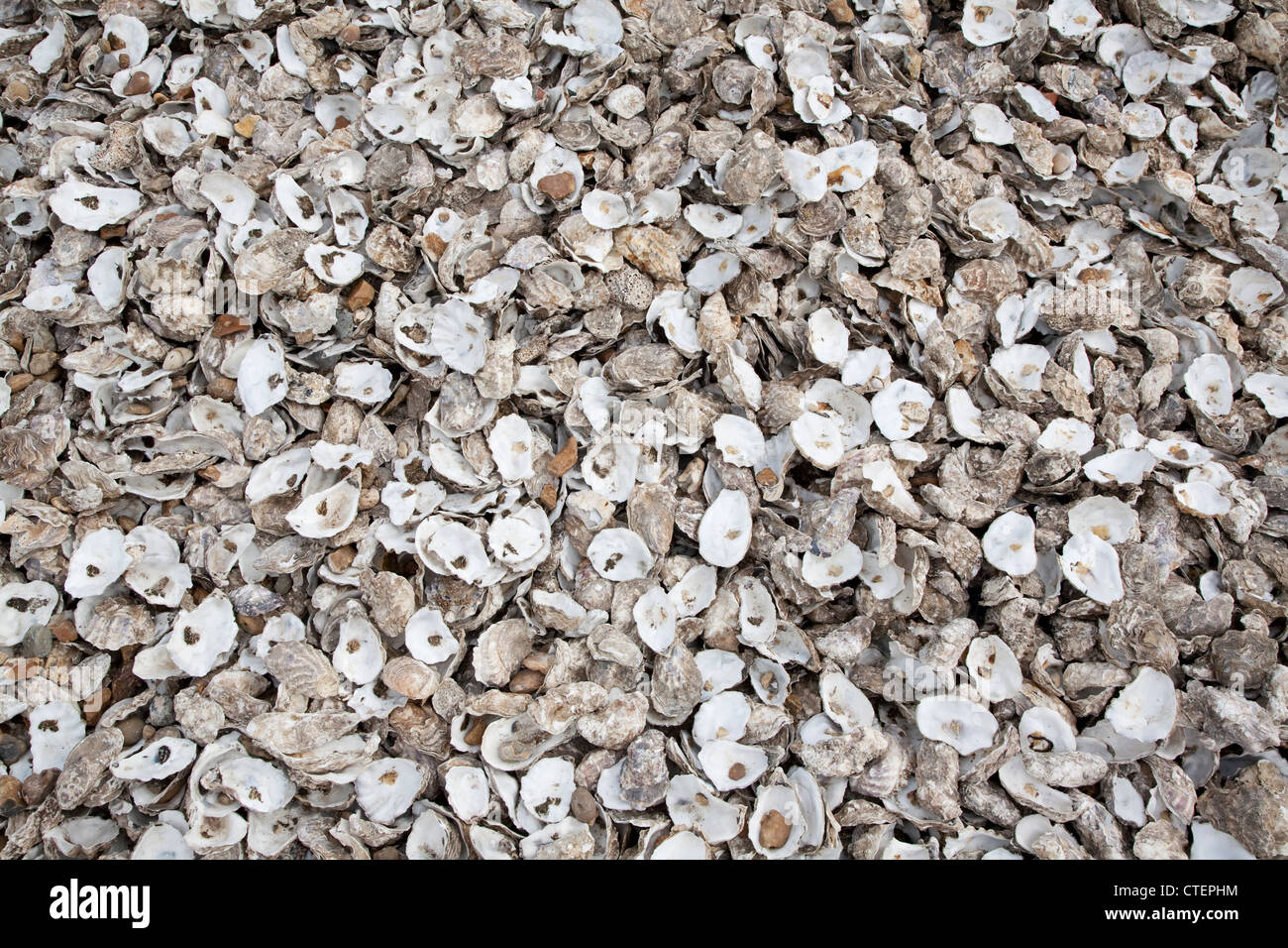 Discarded oyster shells, Whitstable, Kent, England Stock Photo - Alamy