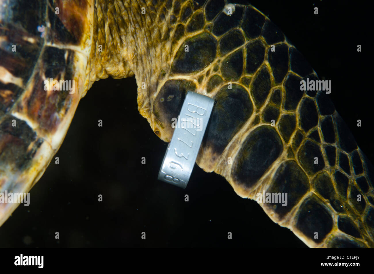 detail of tag in hawk's bill turtle, made by TAMAR project ins ...