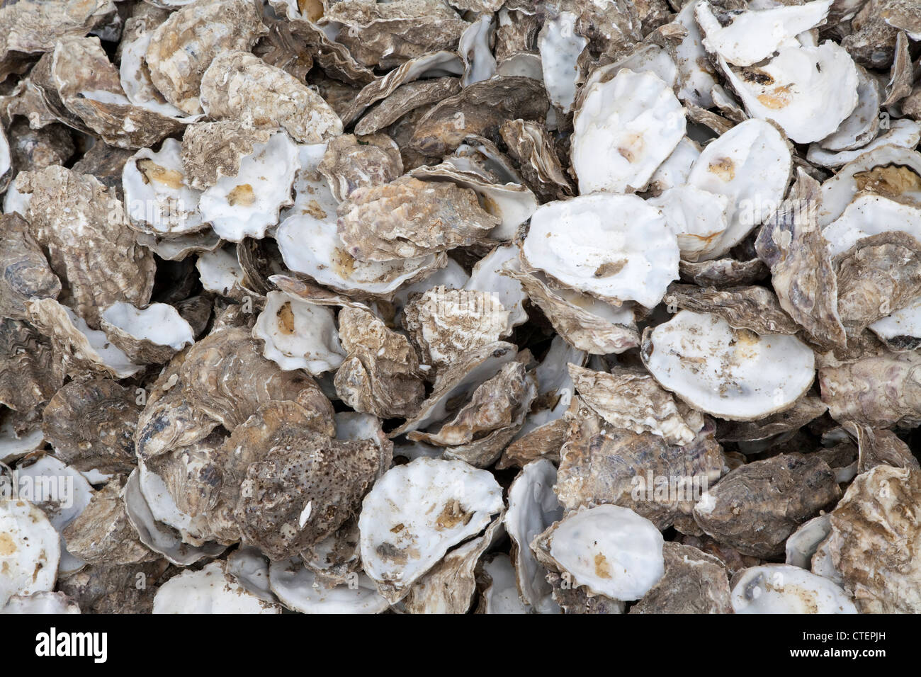 Discarded oyster shells, Whitstable, Kent, England Stock Photo - Alamy