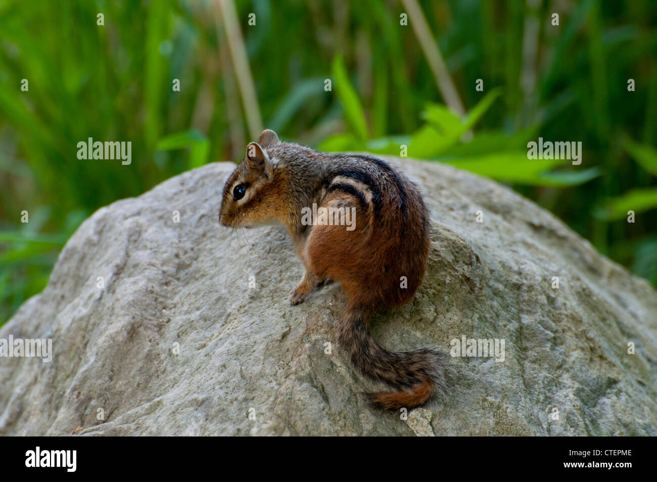 An Eastern Chipmunk Stock Photo - Alamy