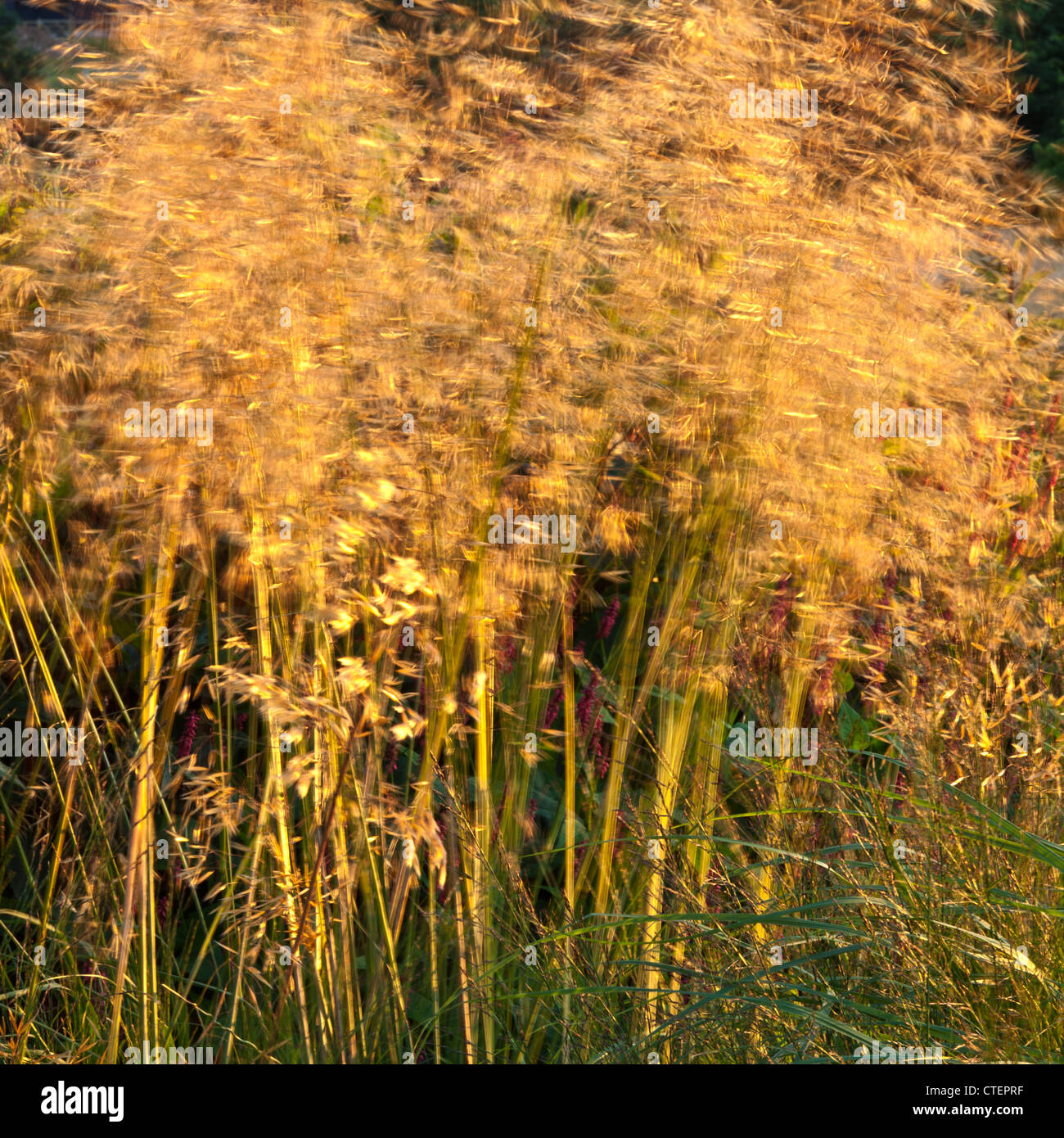 Wind Blown Grass Stock Photo - Alamy
