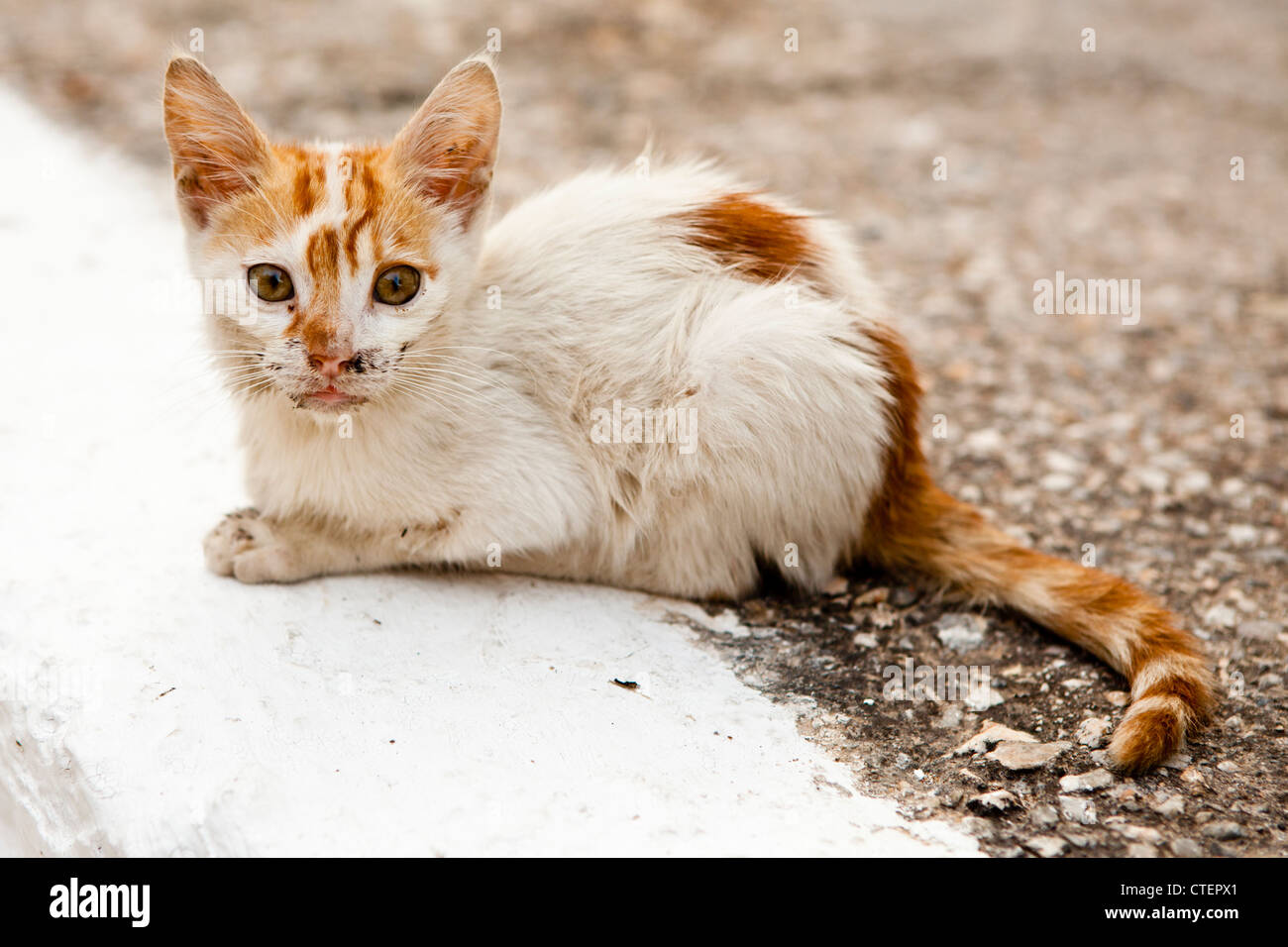 A feral Greek kitten in Samos, Greece Stock Photo - Alamy