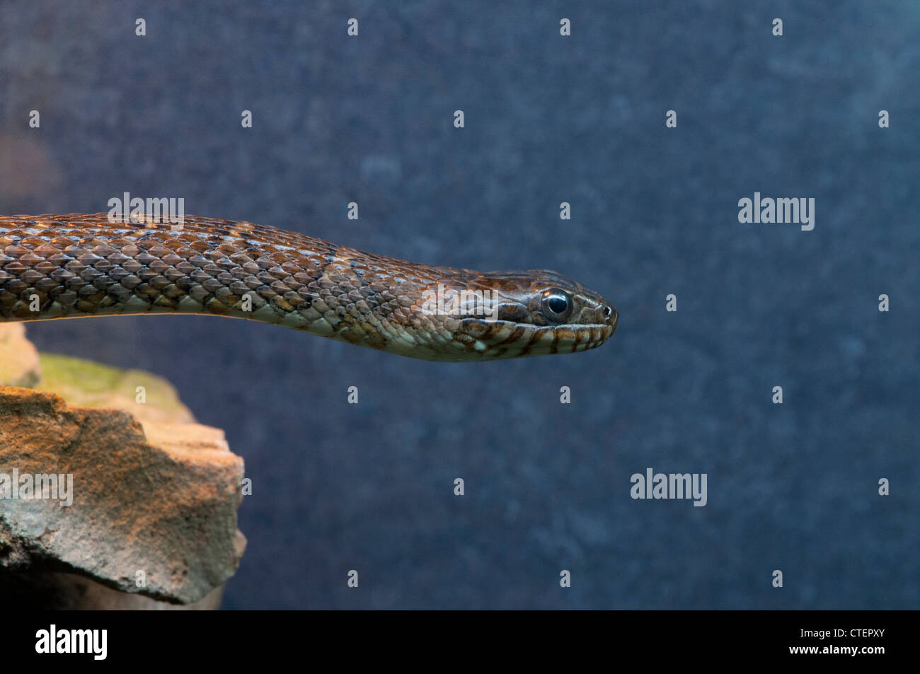 Northern water snake hi-res stock photography and images - Alamy