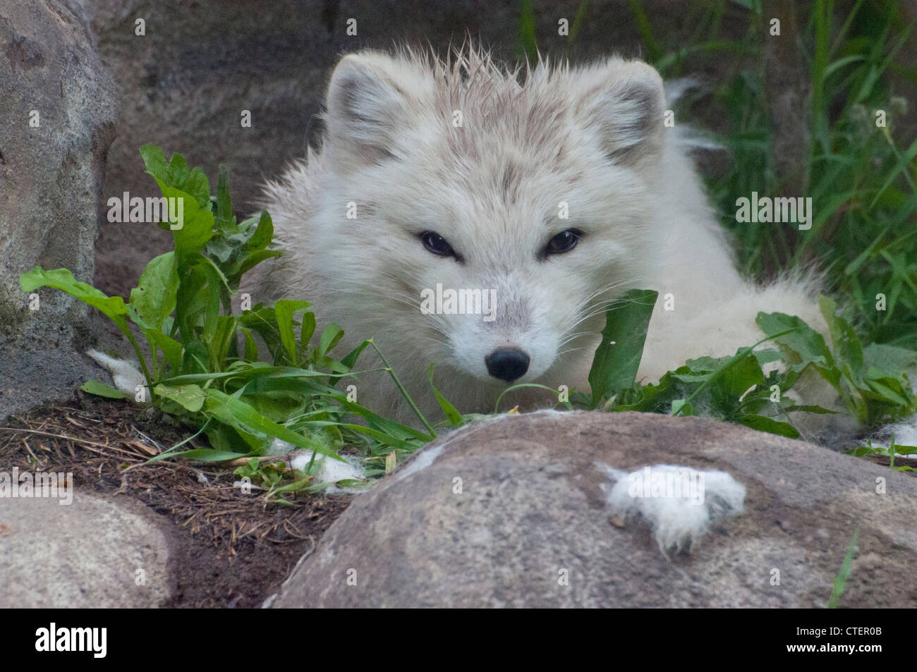 A wet Arctic Fox, moulting in spring Stock Photo - Alamy