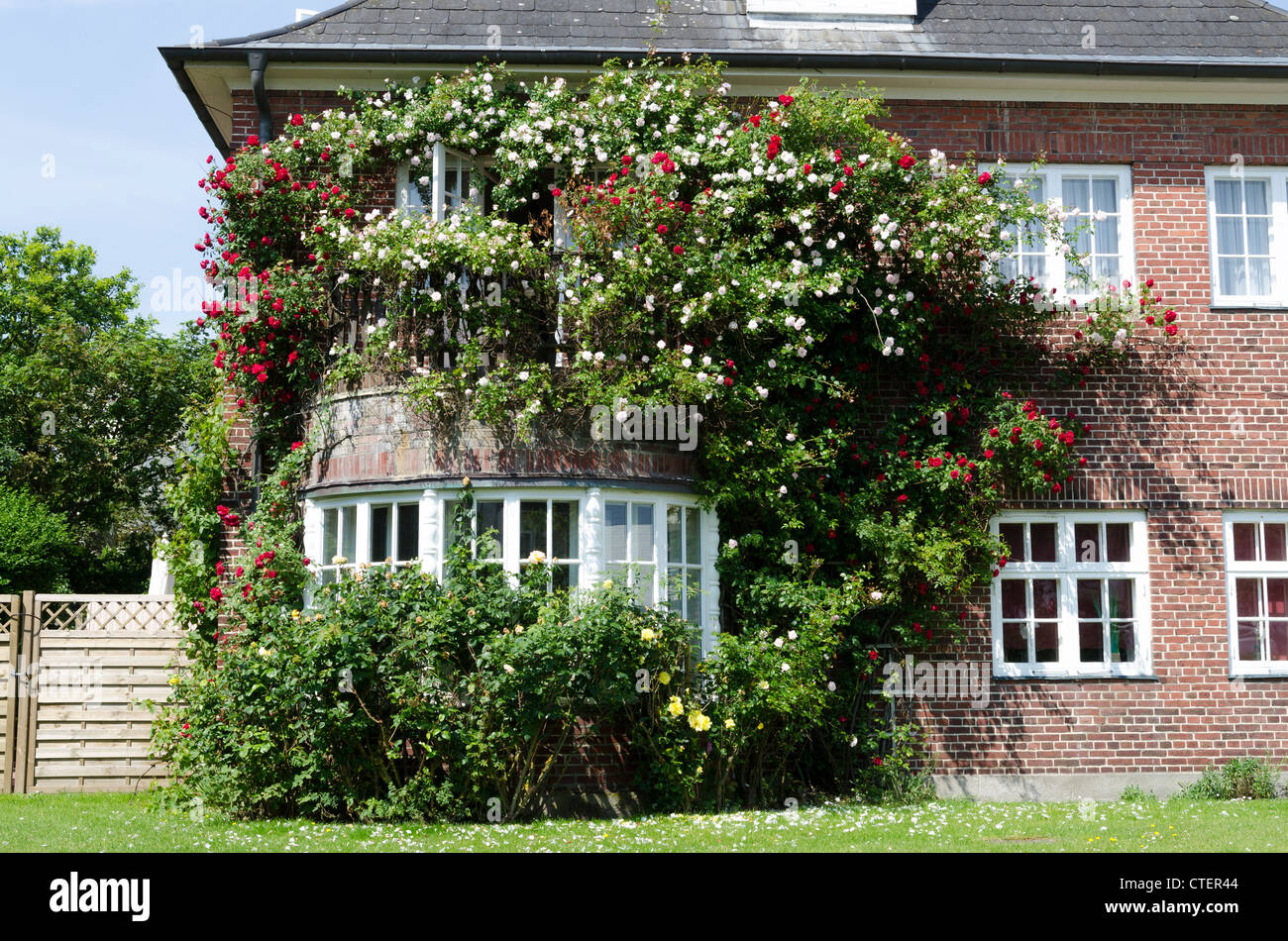 Roses in front of a house withe windows Stock Photo - Alamy