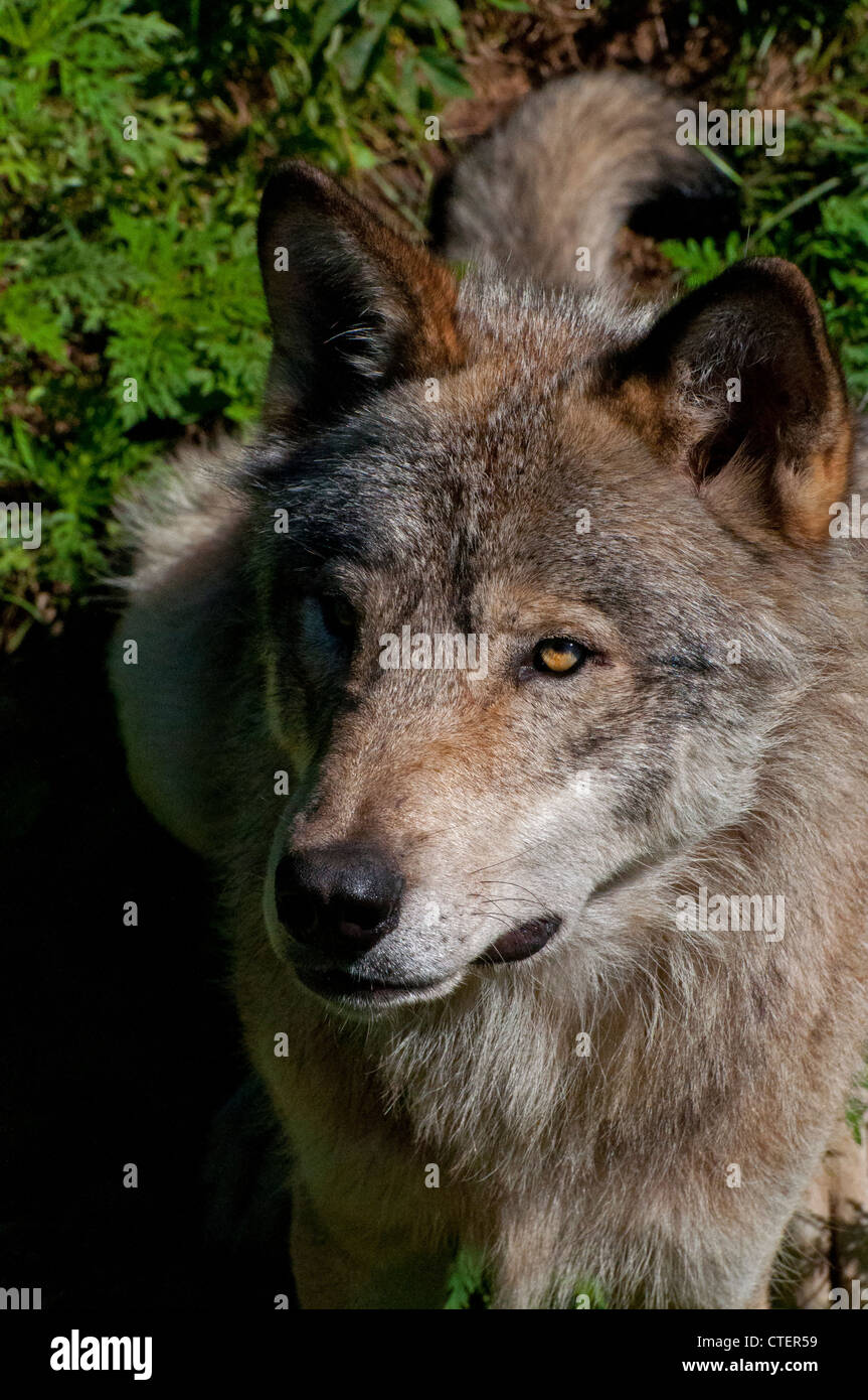 Close-up of a Timber Wolf Stock Photo - Alamy