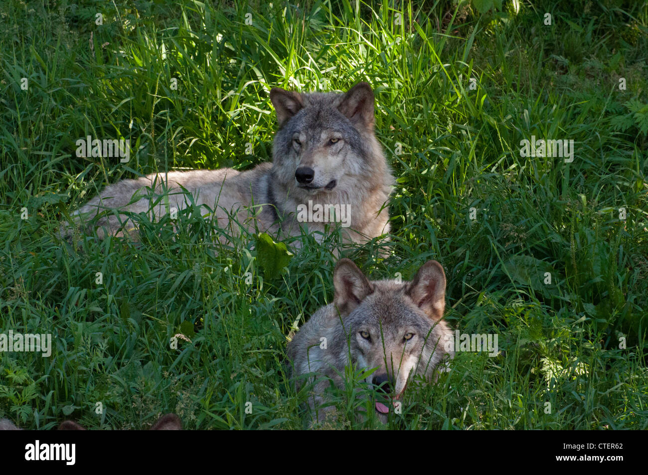 A pair of Timber Wolves Stock Photo - Alamy