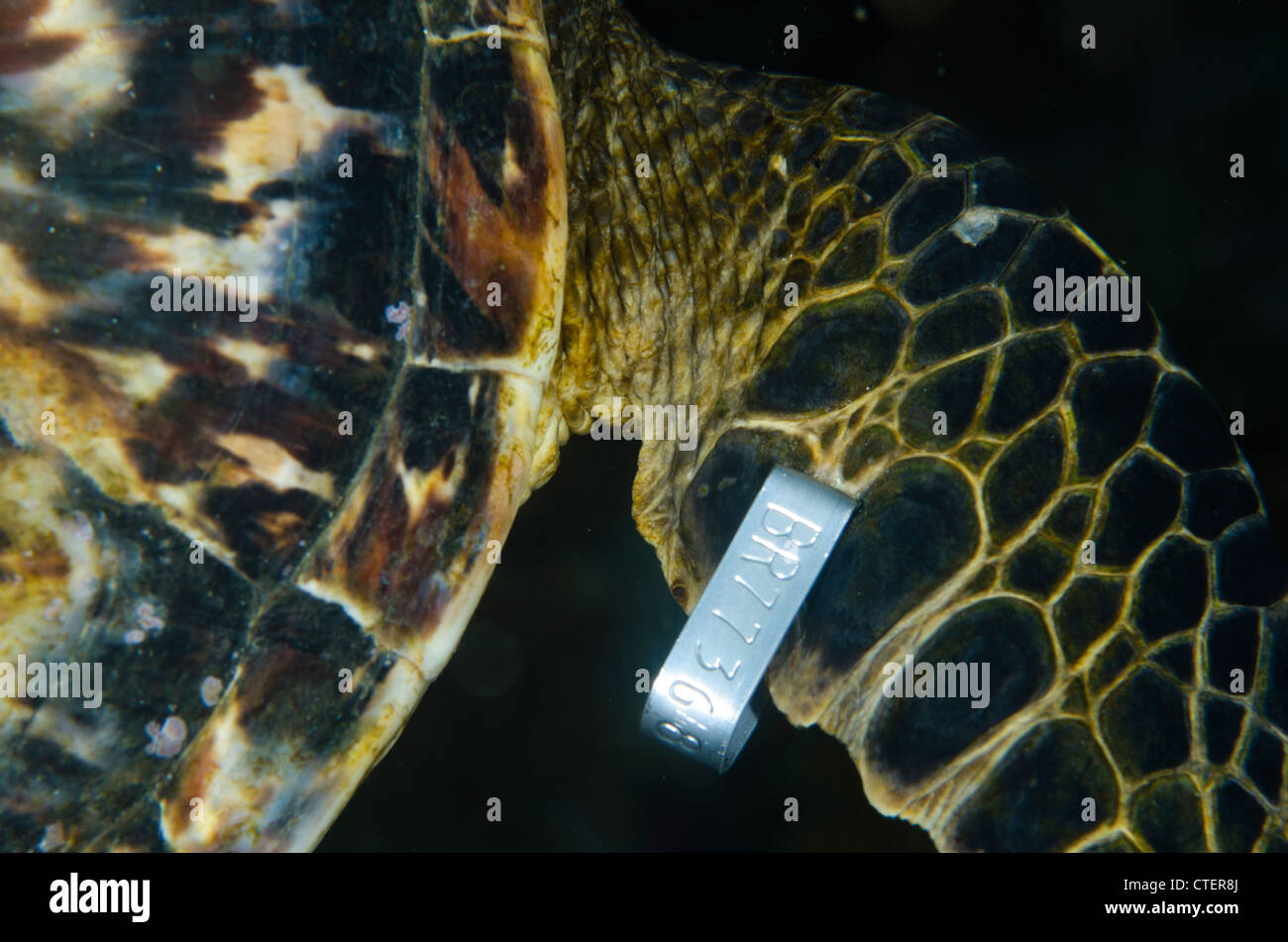 detail of tag in hawk's bill turtle, made by TAMAR project ins ...