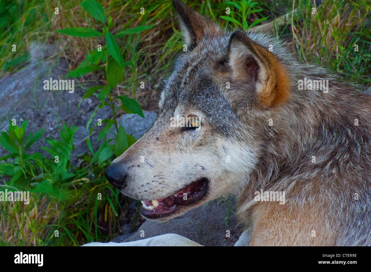 Close-up of a Timber Wolf Stock Photo - Alamy