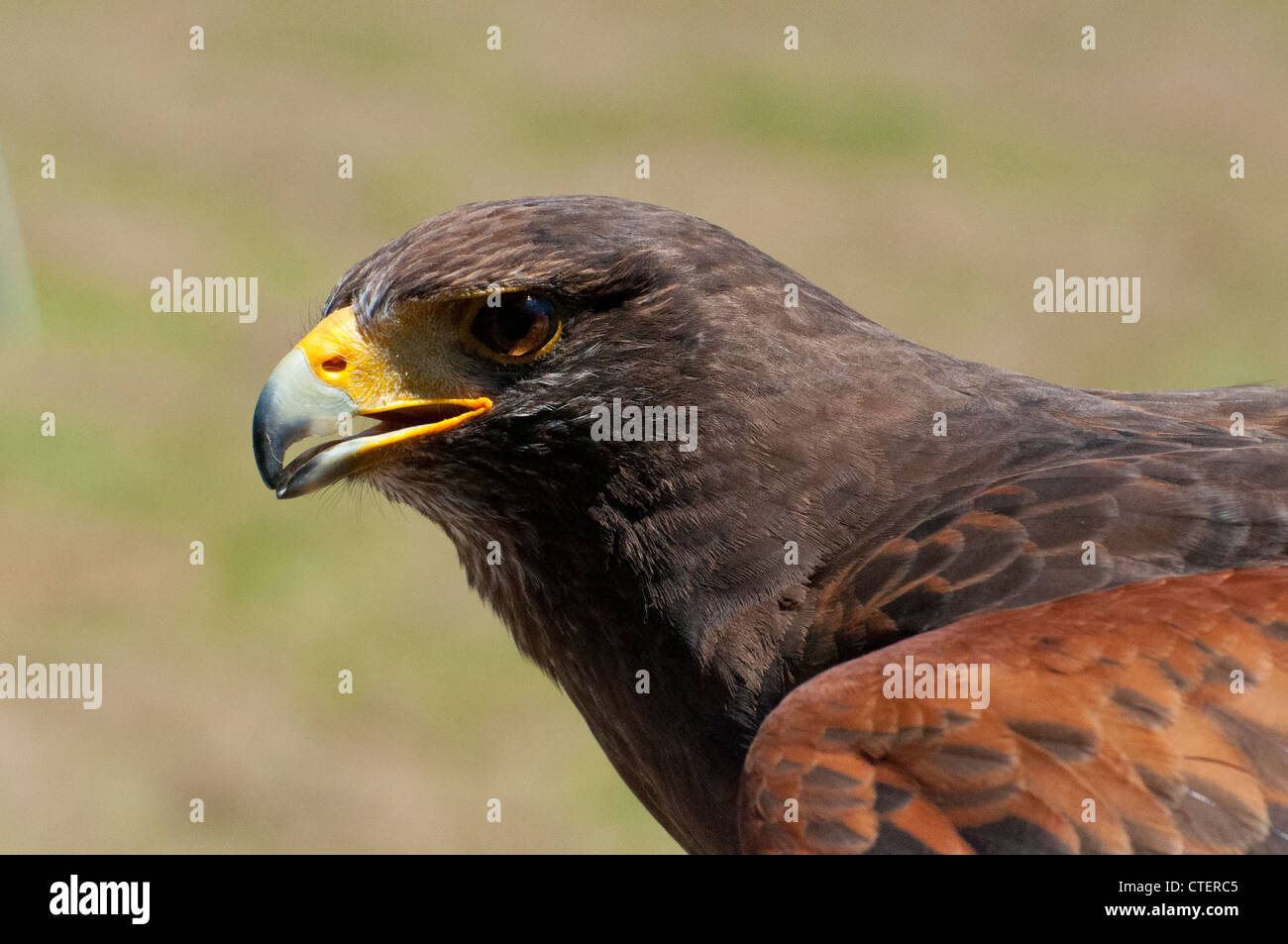 Omega harris hi-res stock photography and images - Alamy