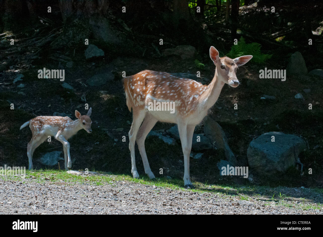 A Fallow Doe and Fawn Stock Photo - Alamy