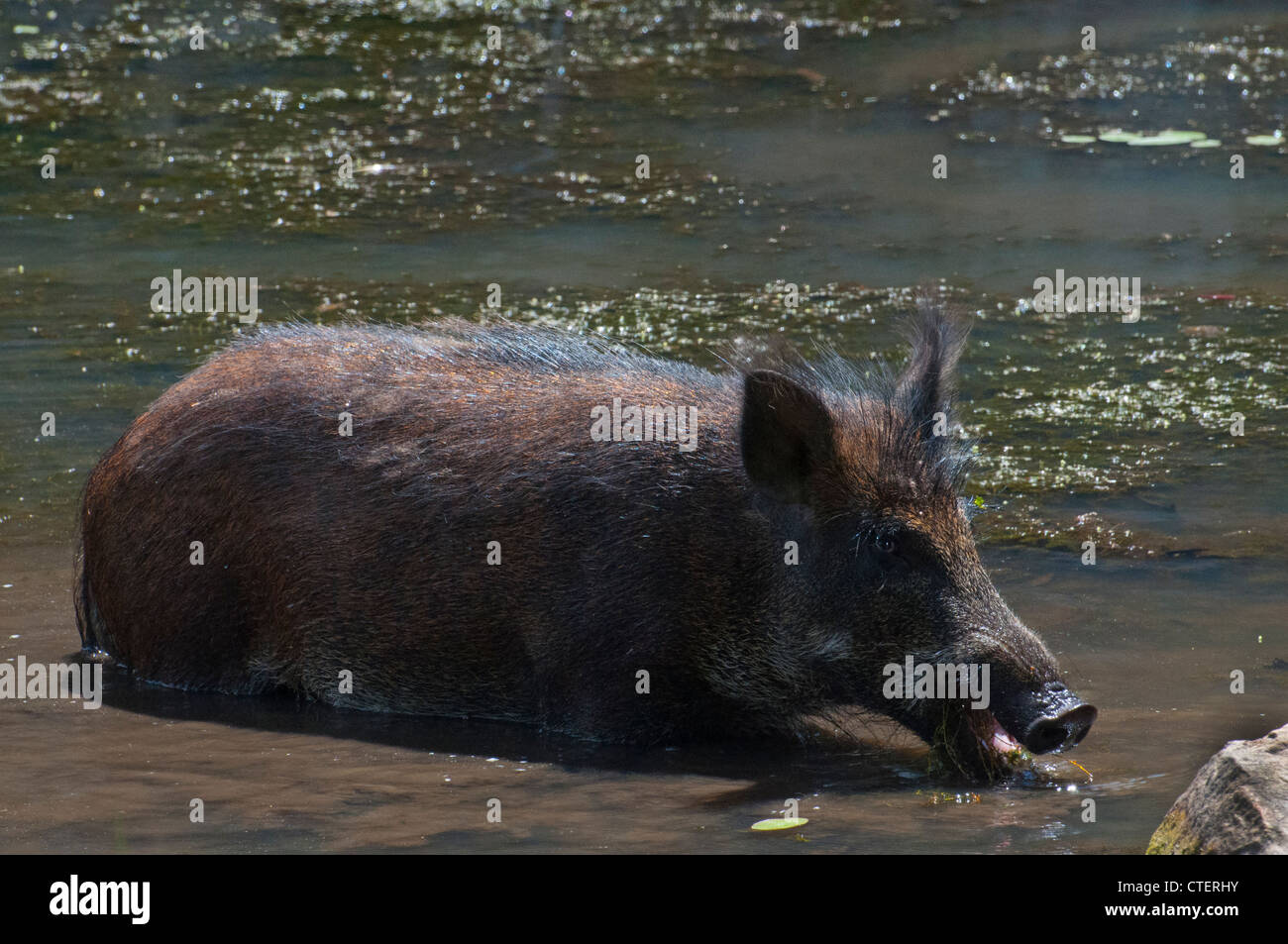 A Wild Hog in a pond Stock Photo - Alamy
