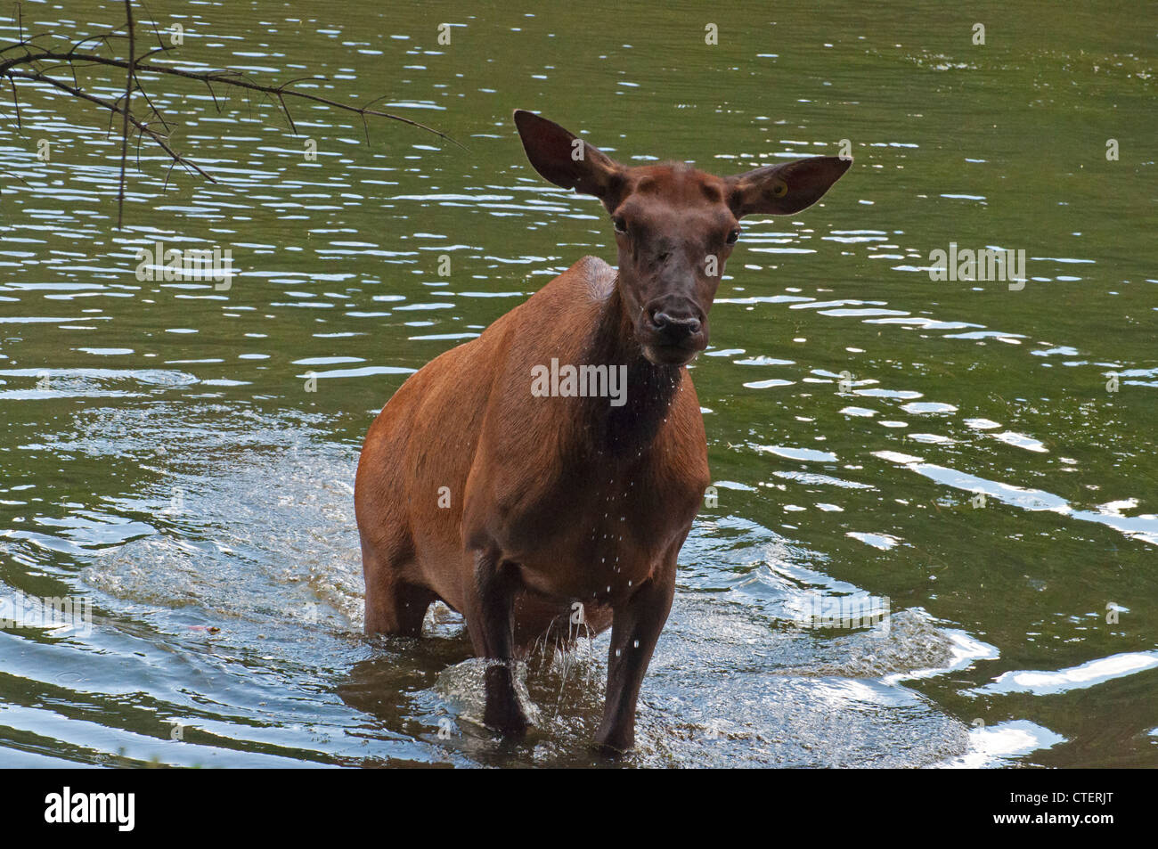 A Red Deer climbing out of a lake at Omega Park Stock Photo - Alamy