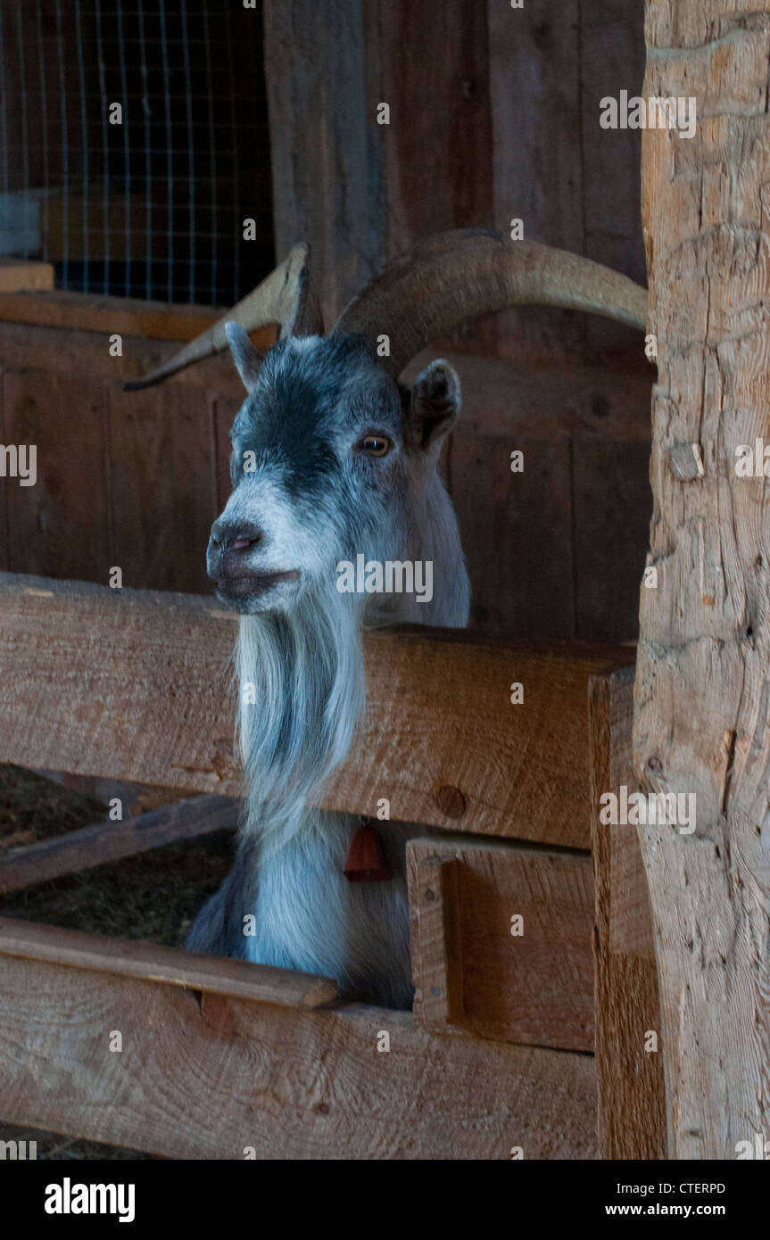 A curious Goat Stock Photo - Alamy