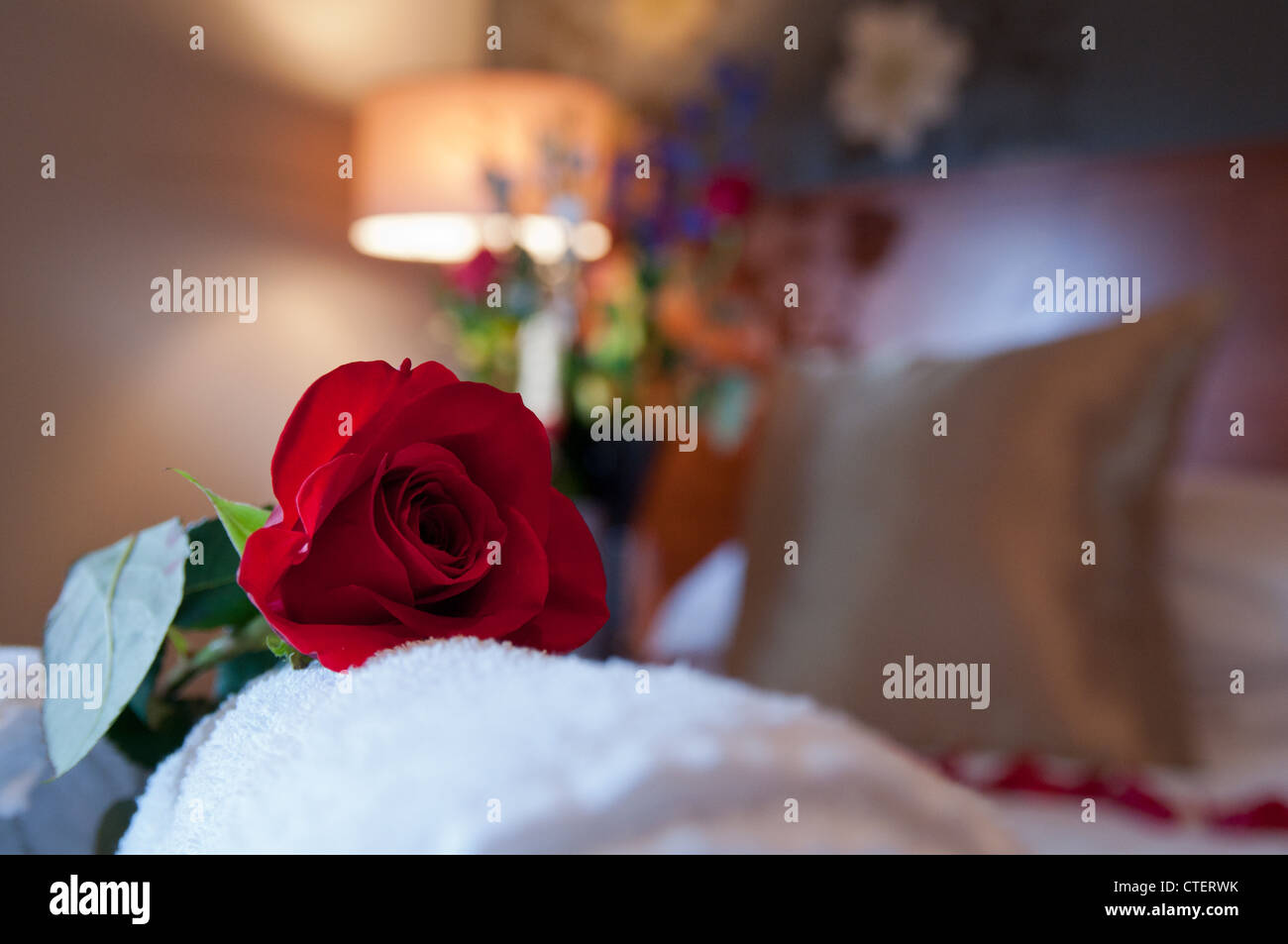 Red rose on a bed Stock Photo - Alamy