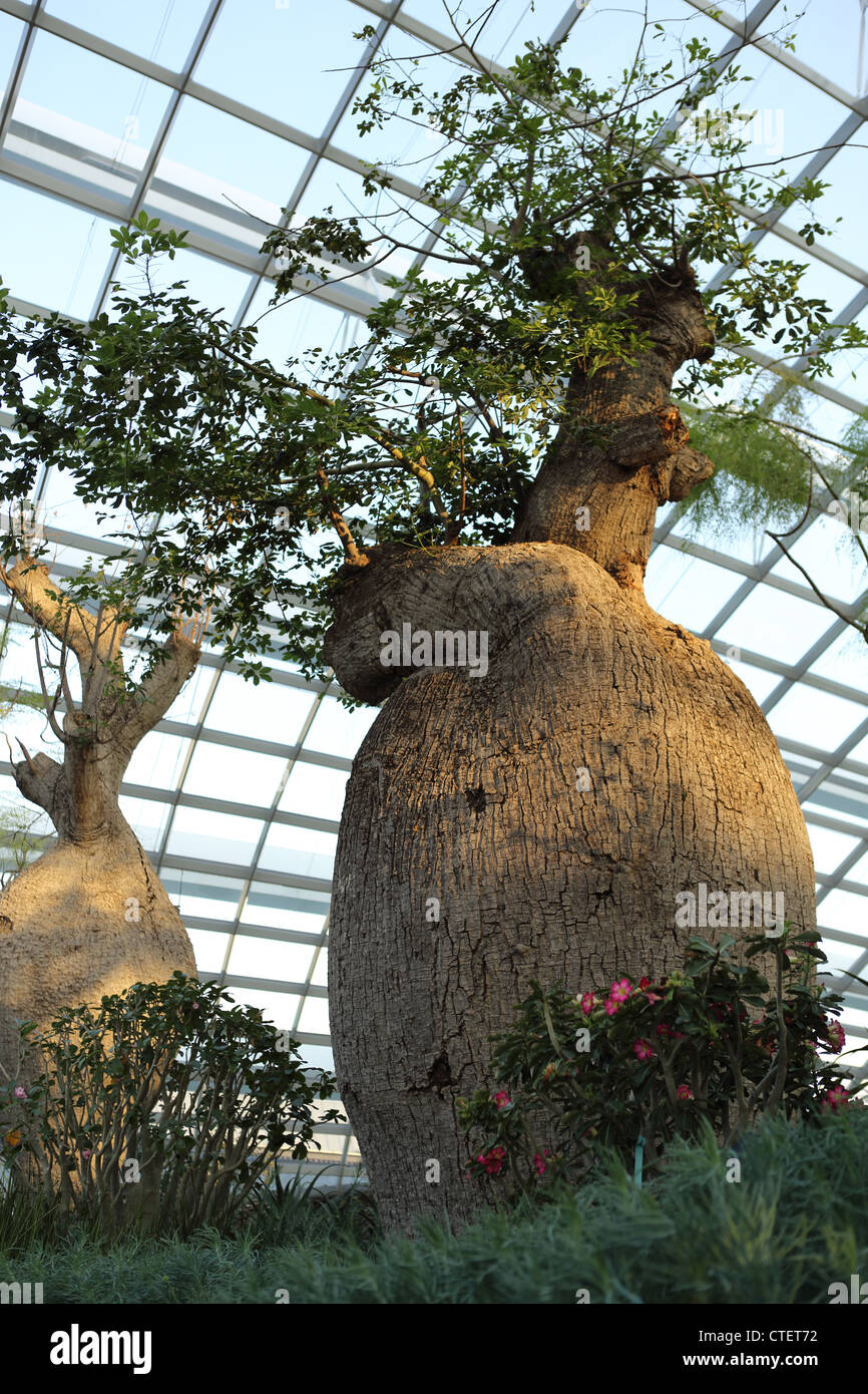 Baobab flower hi-res stock photography and images - Alamy