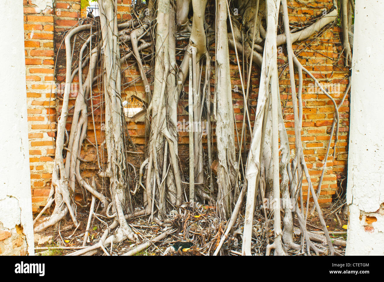 Stock Photo - root wood covered brick wall Stock Photo - Alamy