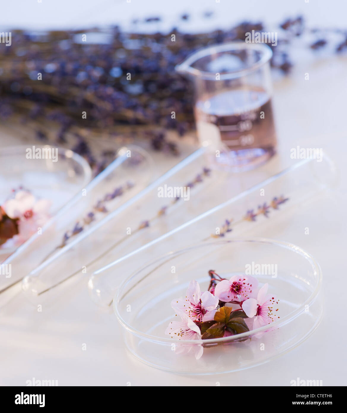 Close up of lavender and laboratory glassware, studio shot Stock Photo ...