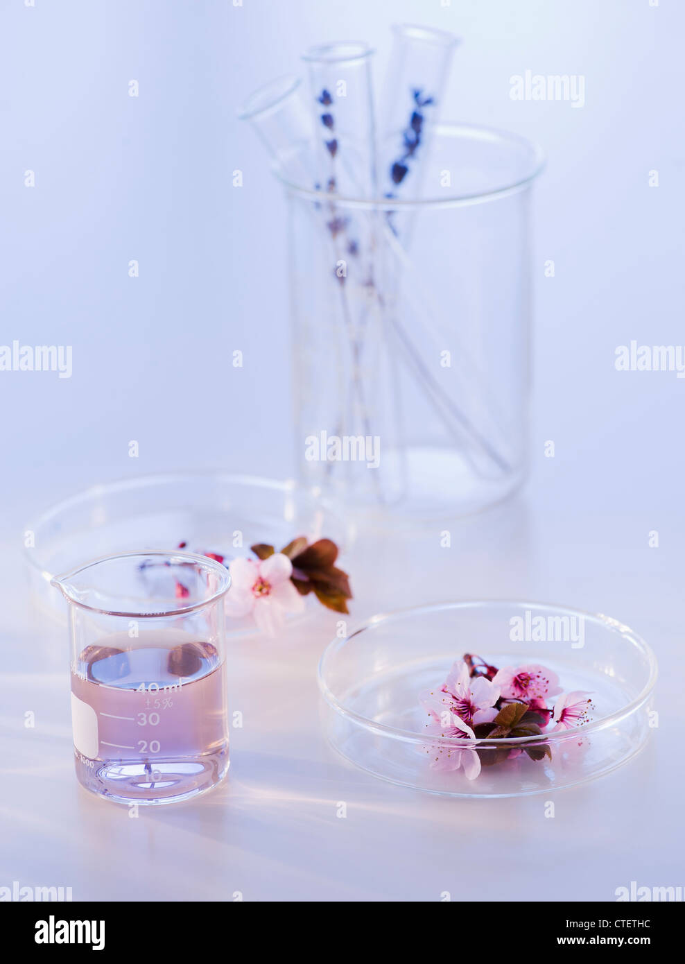 Close up of lavender and laboratory glassware, studio shot Stock Photo ...