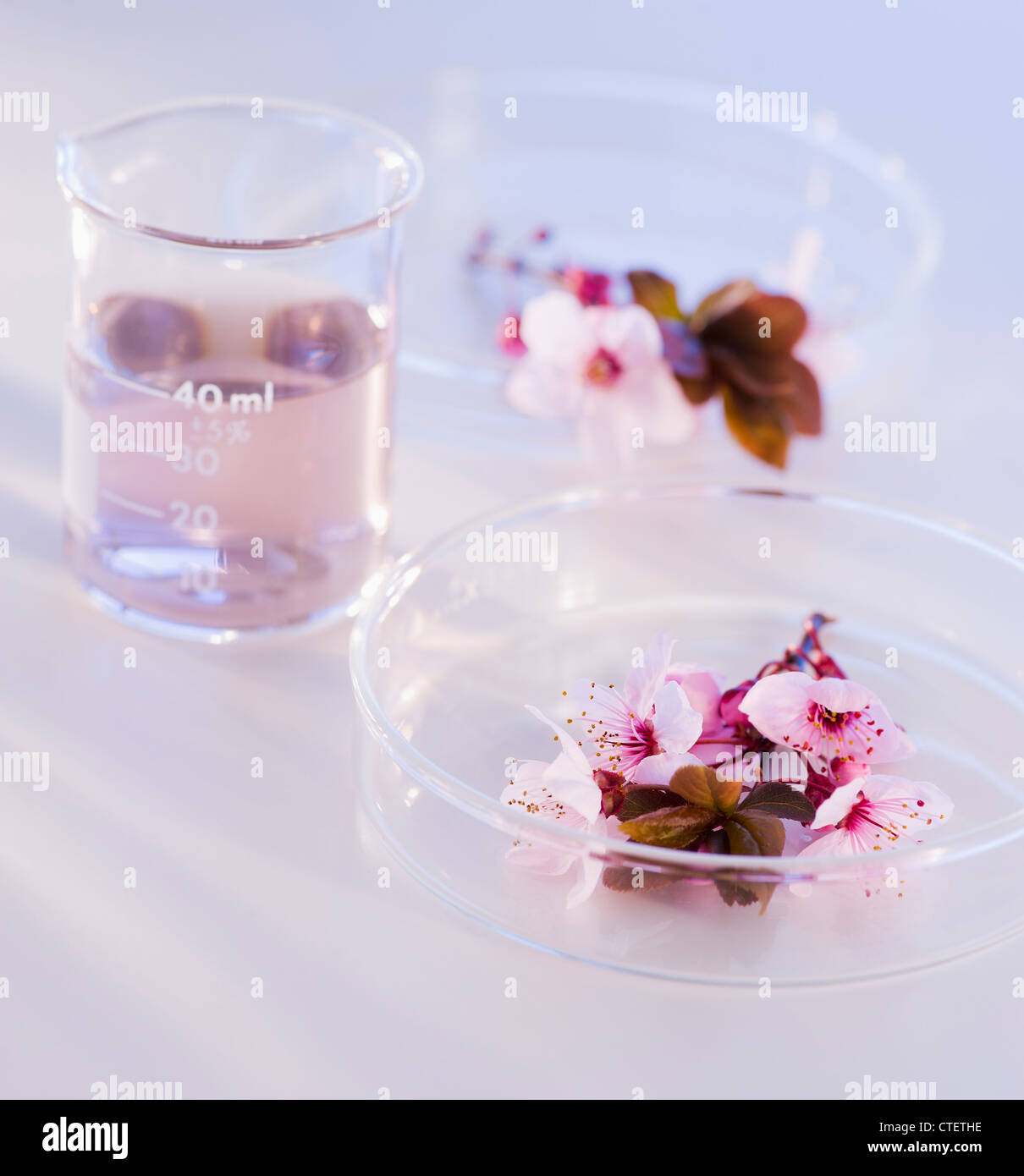 Close up of flowers in laboratory glassware, studio shot Stock Photo ...