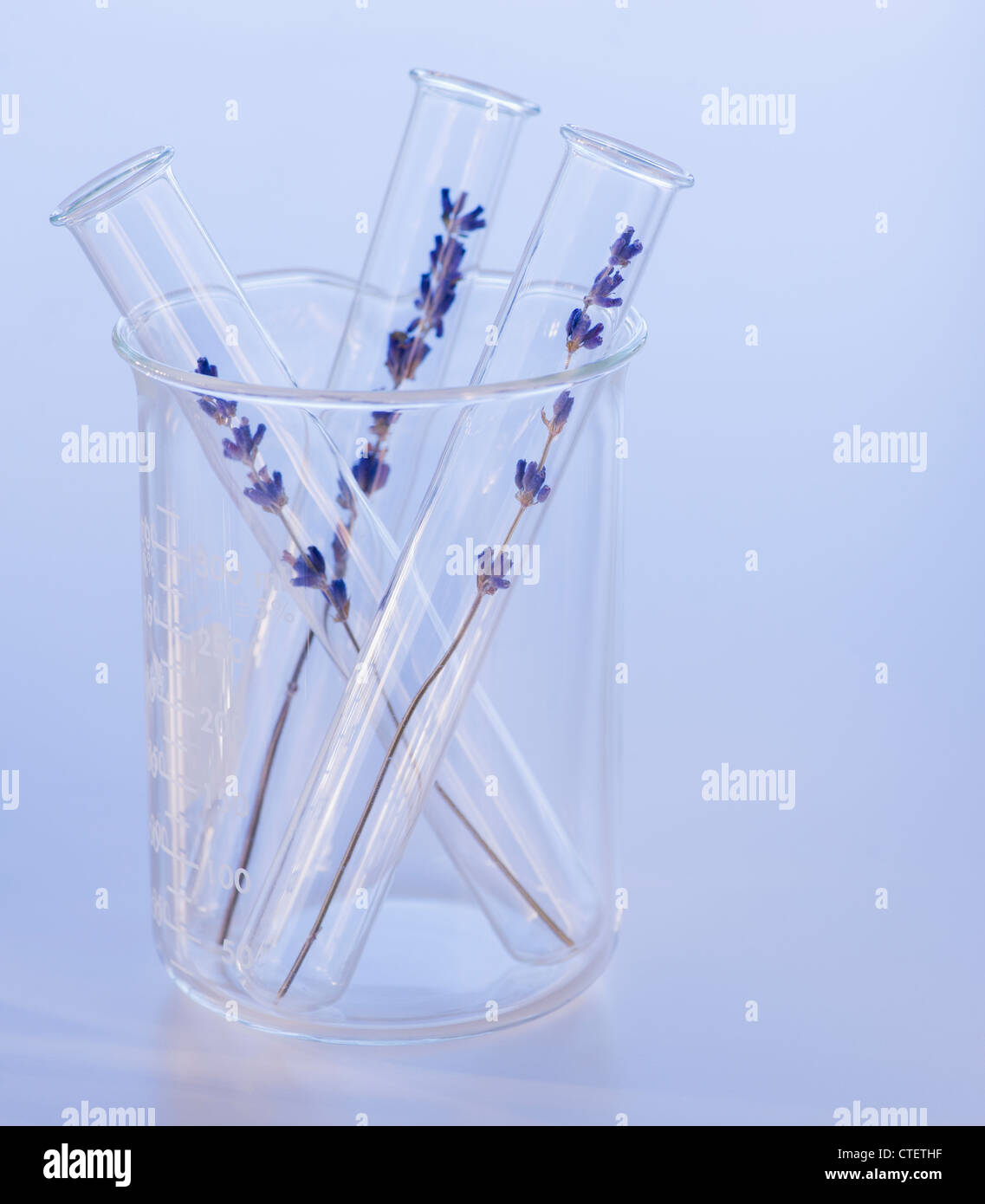 Close up of lavender in laboratory glassware, studio shot Stock Photo ...