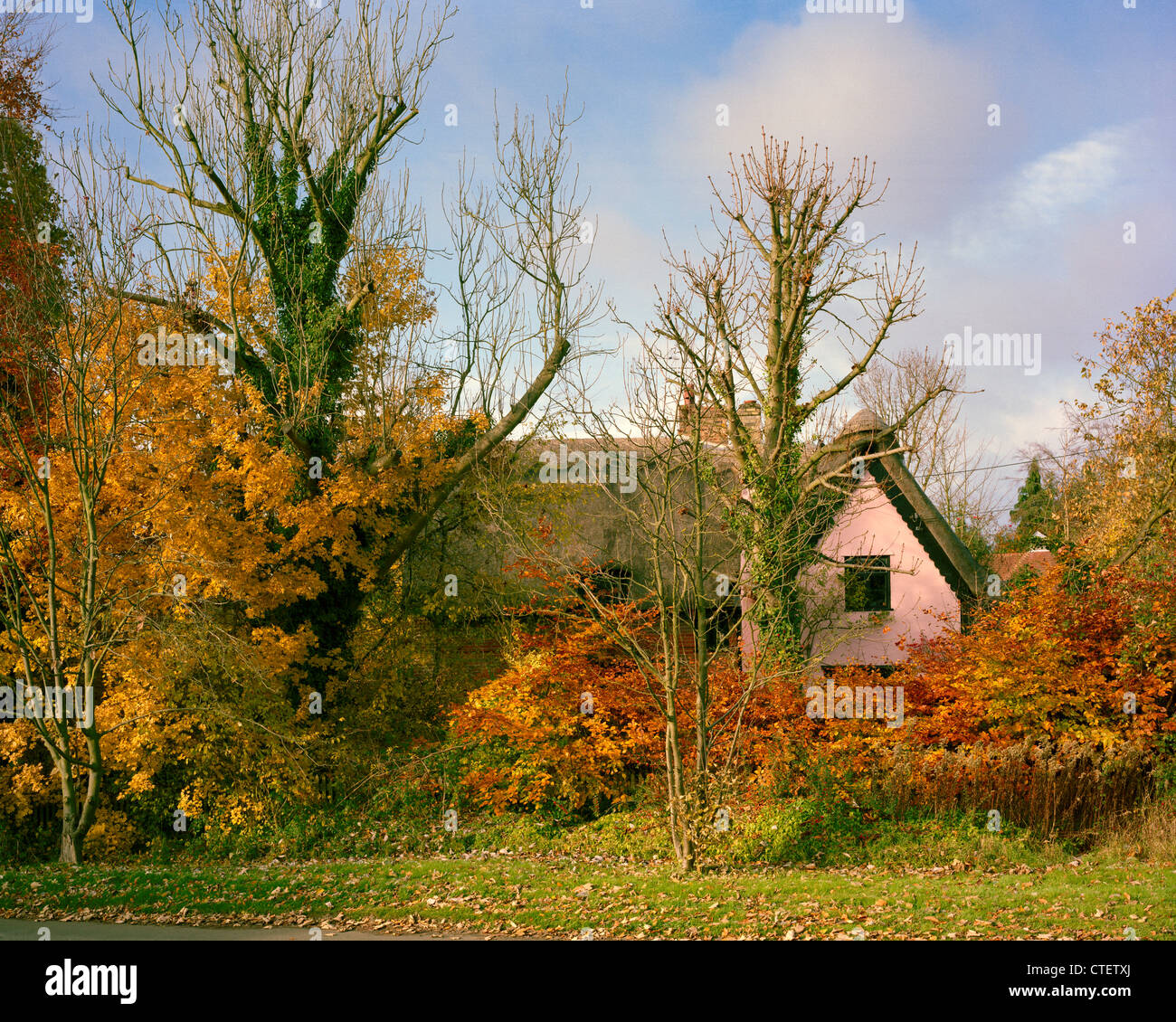 Thatched pink cottage and autumn foliage Great Gransden village ...
