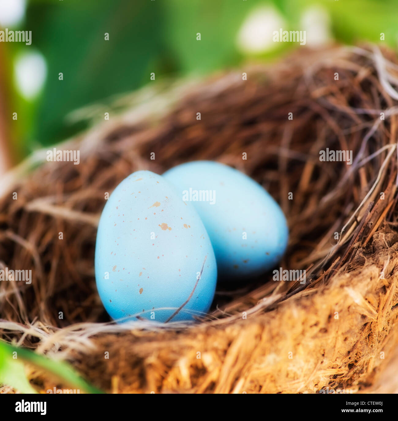 Close up of bird's eggs in nest, studio shot Stock Photo - Alamy