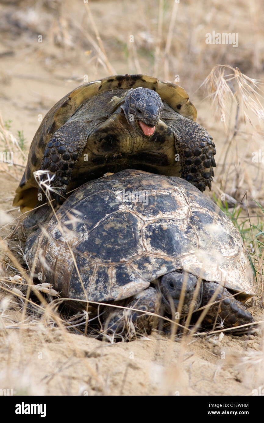 Mediterranean tortoise testudo graeca pallasi removed at the sand dunes ...