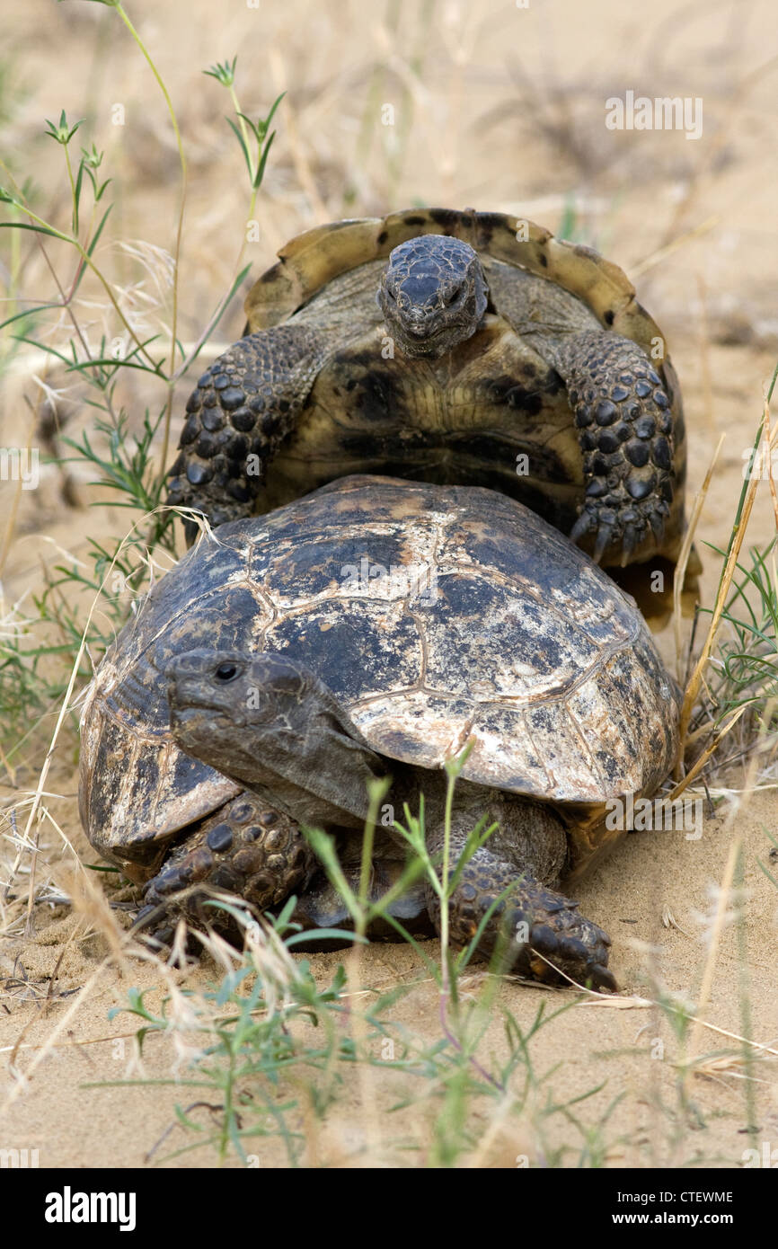 Mediterranean tortoise testudo graeca pallasi removed at the sand dunes ...